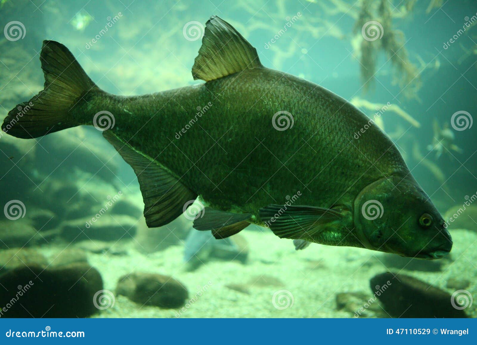 Common carp stock image. Image of animals, river, cyprinus - 47110529