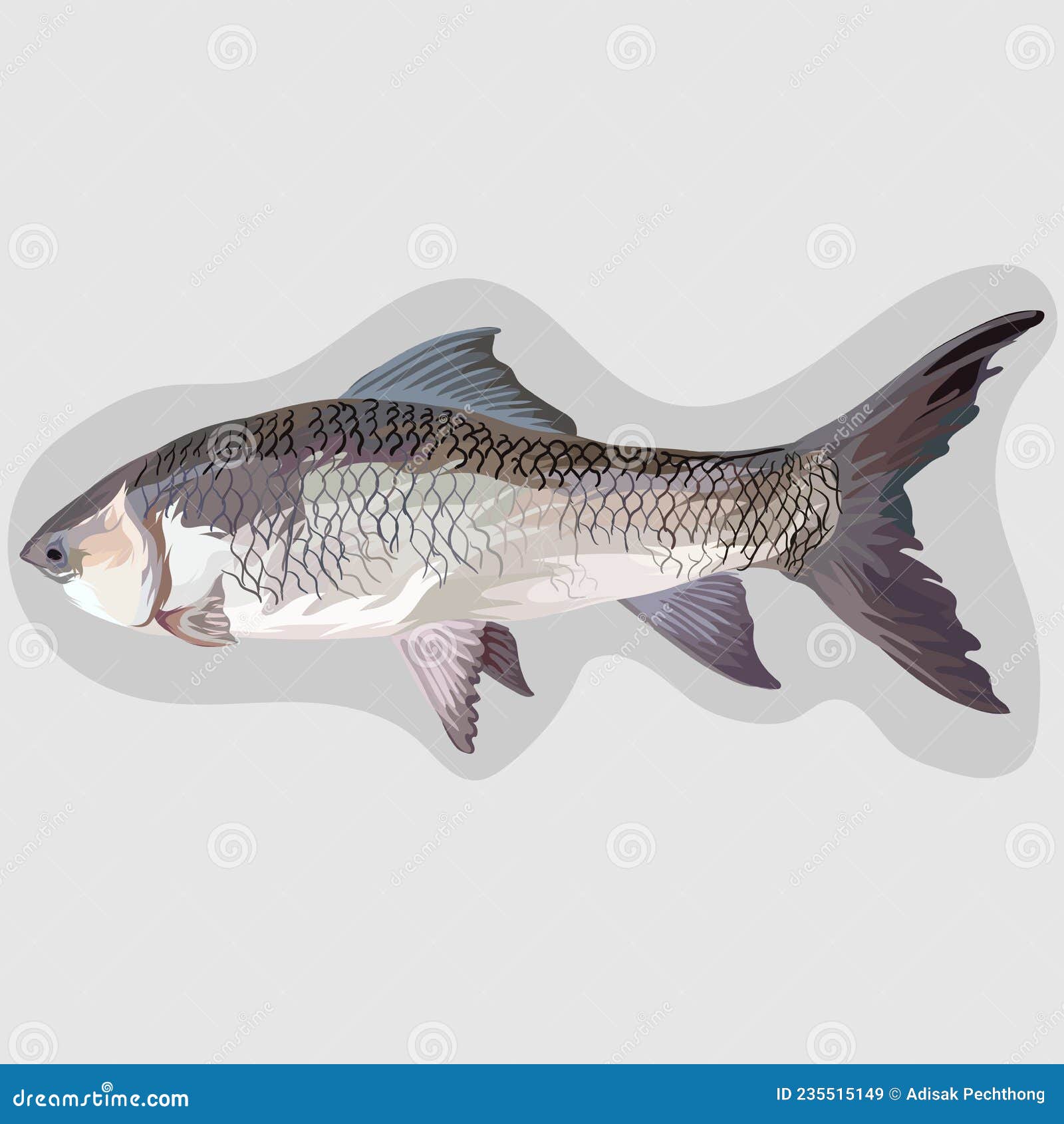 Common Carp Fish Isolated Realistic Hand Drawn Vector and Illustrations ...