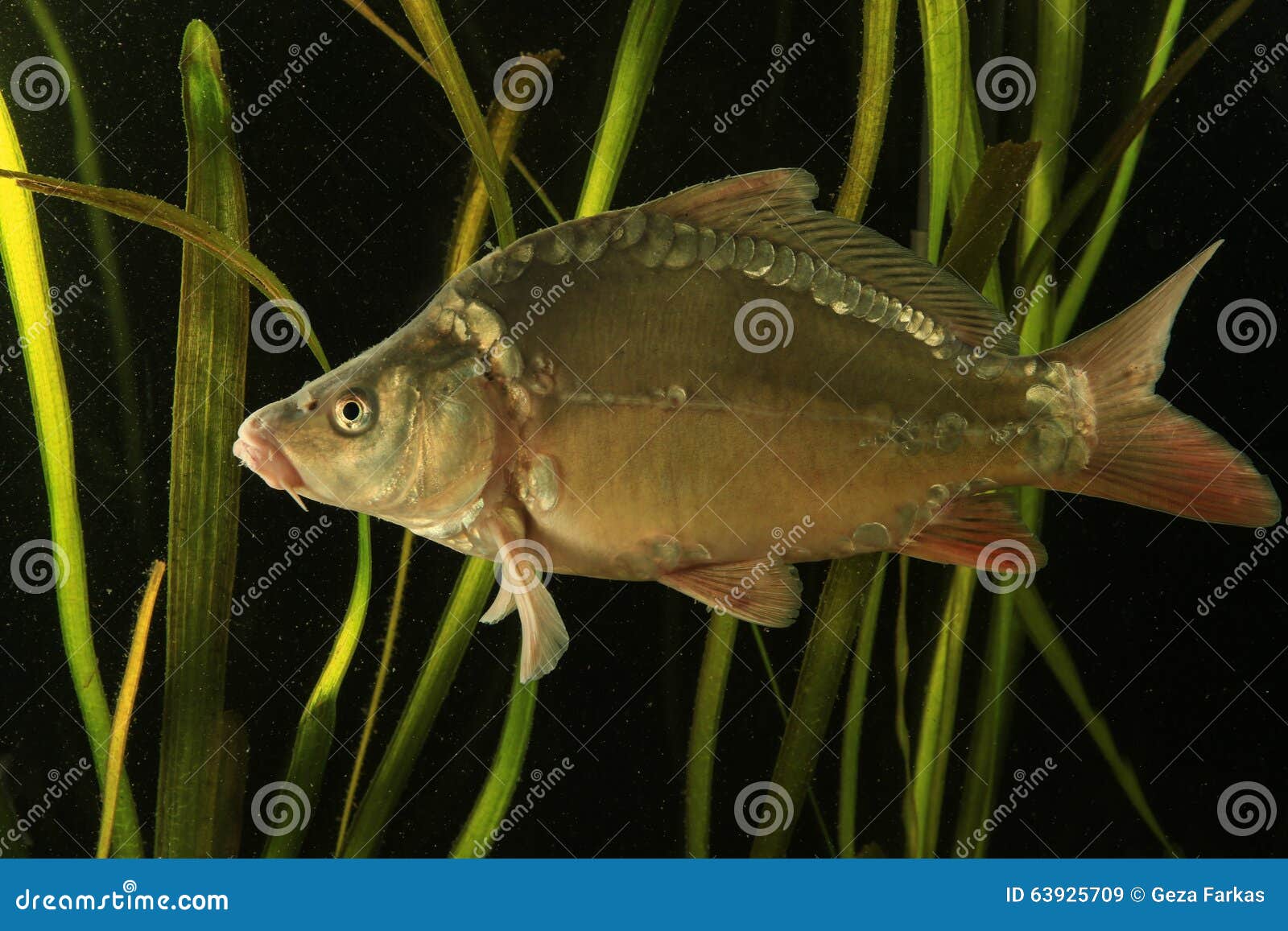 Common Carp Fish in the Pond Stock Image - Image of animal, wildlife ...