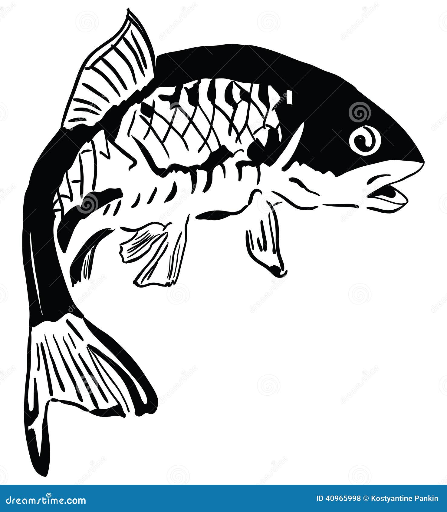 Common carp stock vector. Illustration of fishing, fish - 40965998