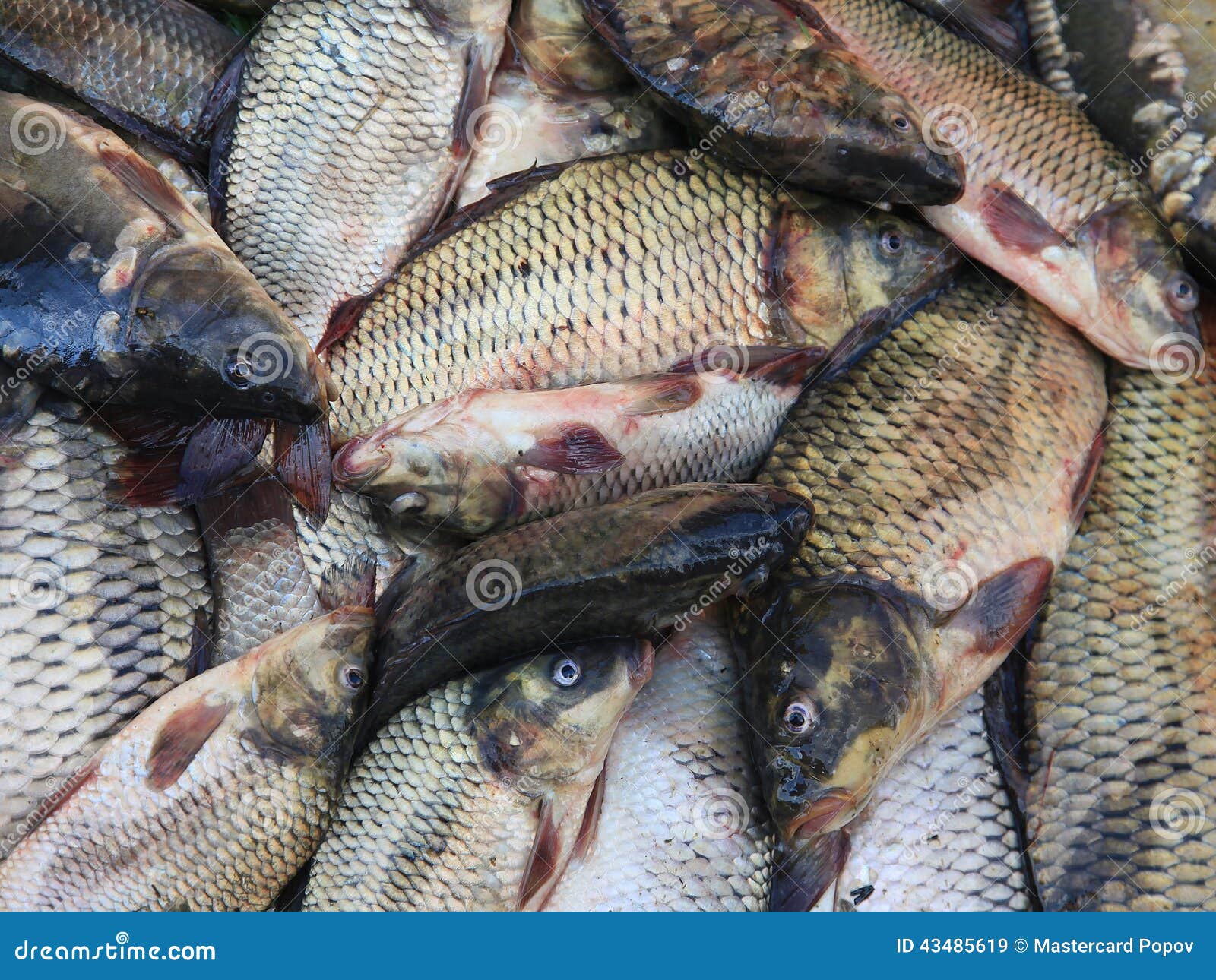Common carp stock image. Image of nature, closeup, freshwater - 43485619