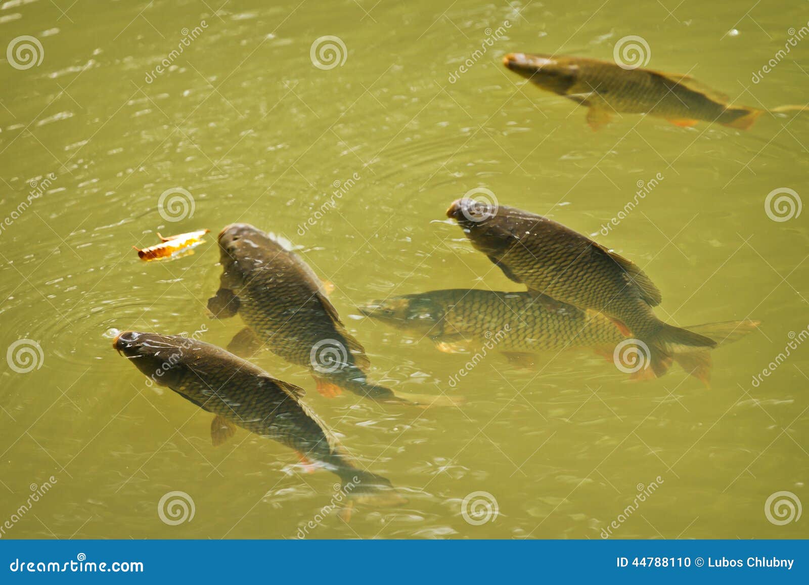 Common Carp gaping stock photo. Image of gaping, fish - 44788110