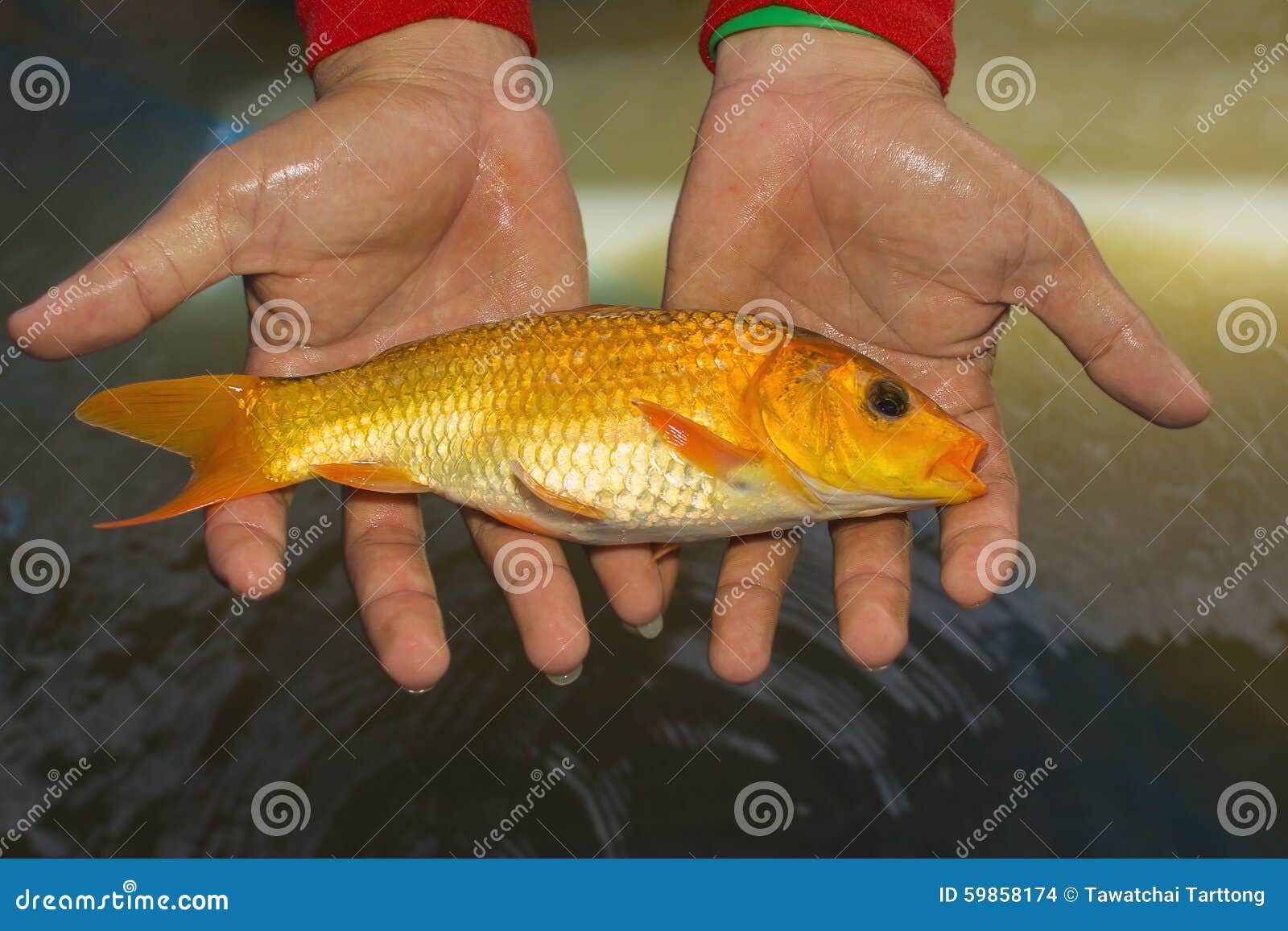 Common Carp are in the Hands of Men Stock Photo - Image of harvest ...