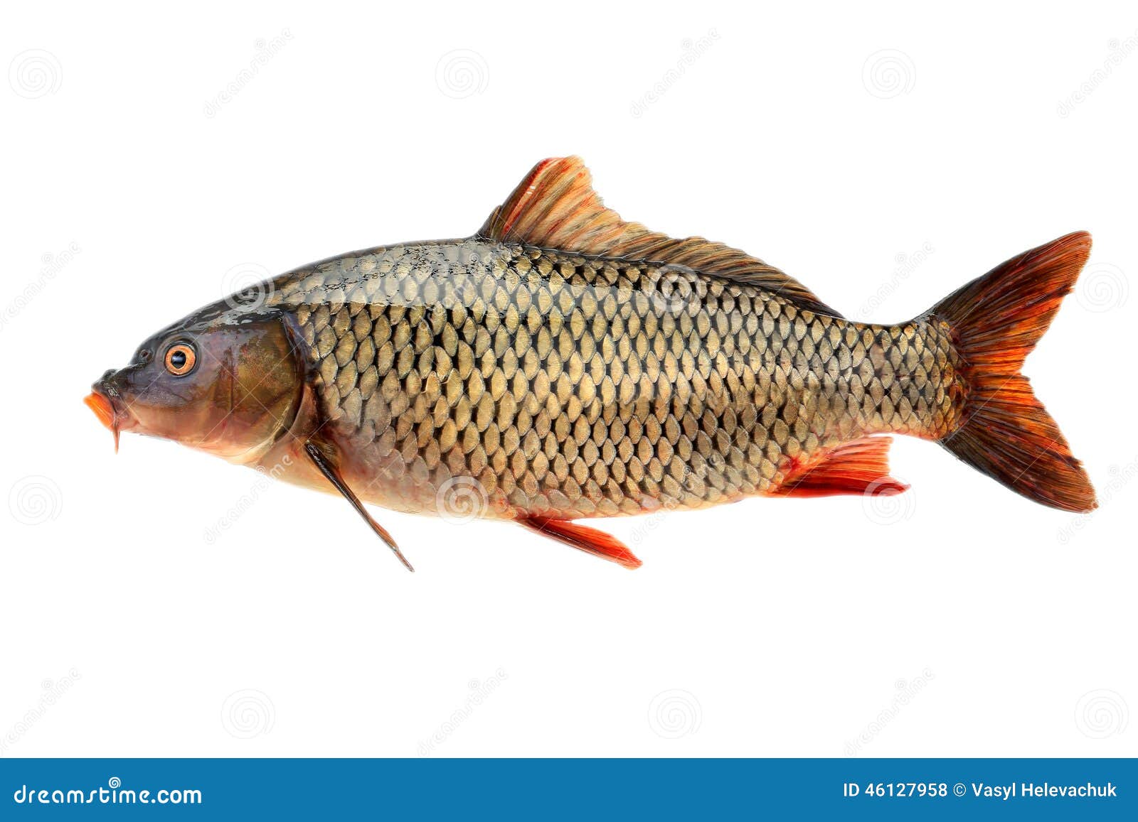 Common carp stock photo. Image of industry, healthy, freshwater - 46127958