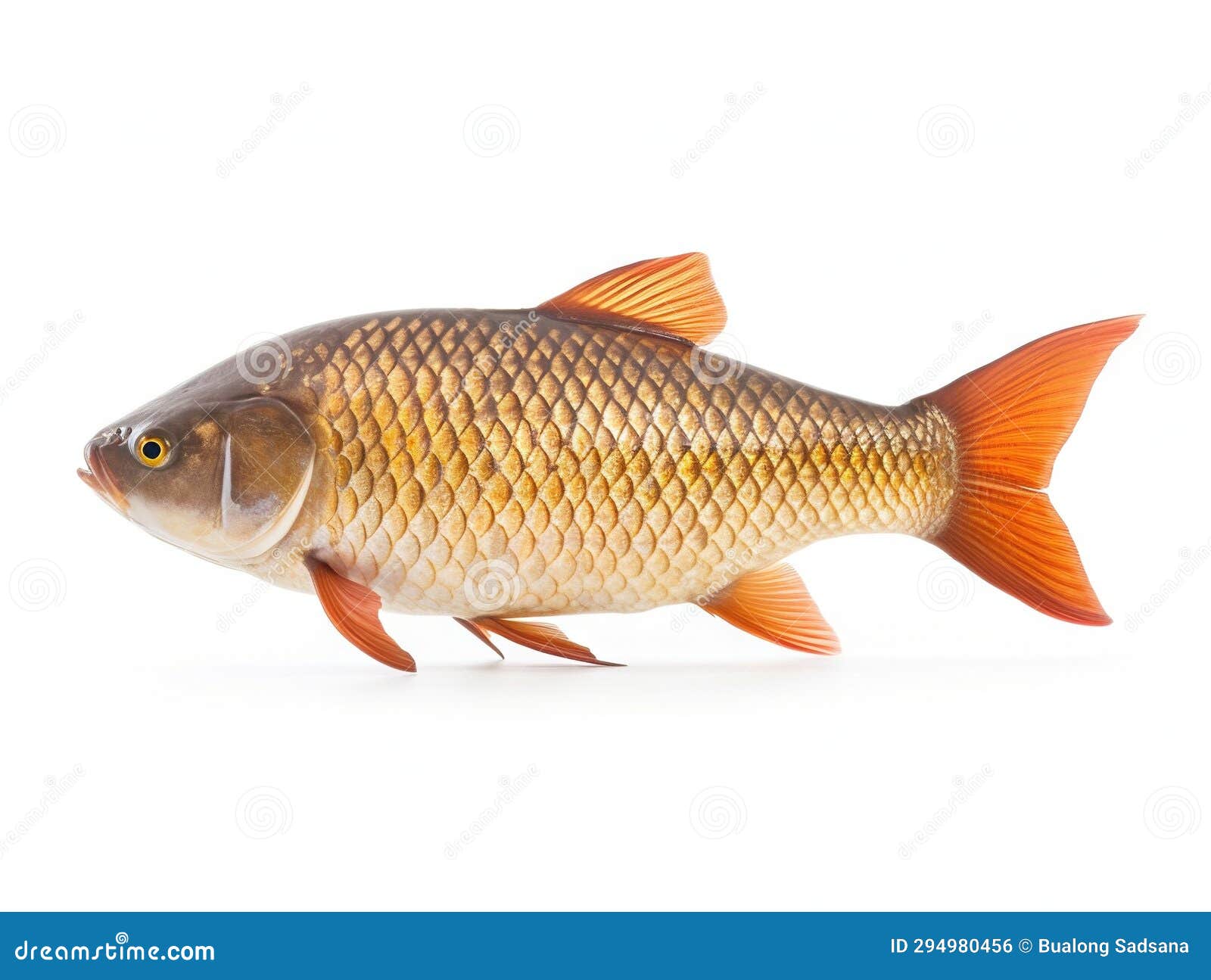 Common Carp Isolated on White Background Stock Illustration ...