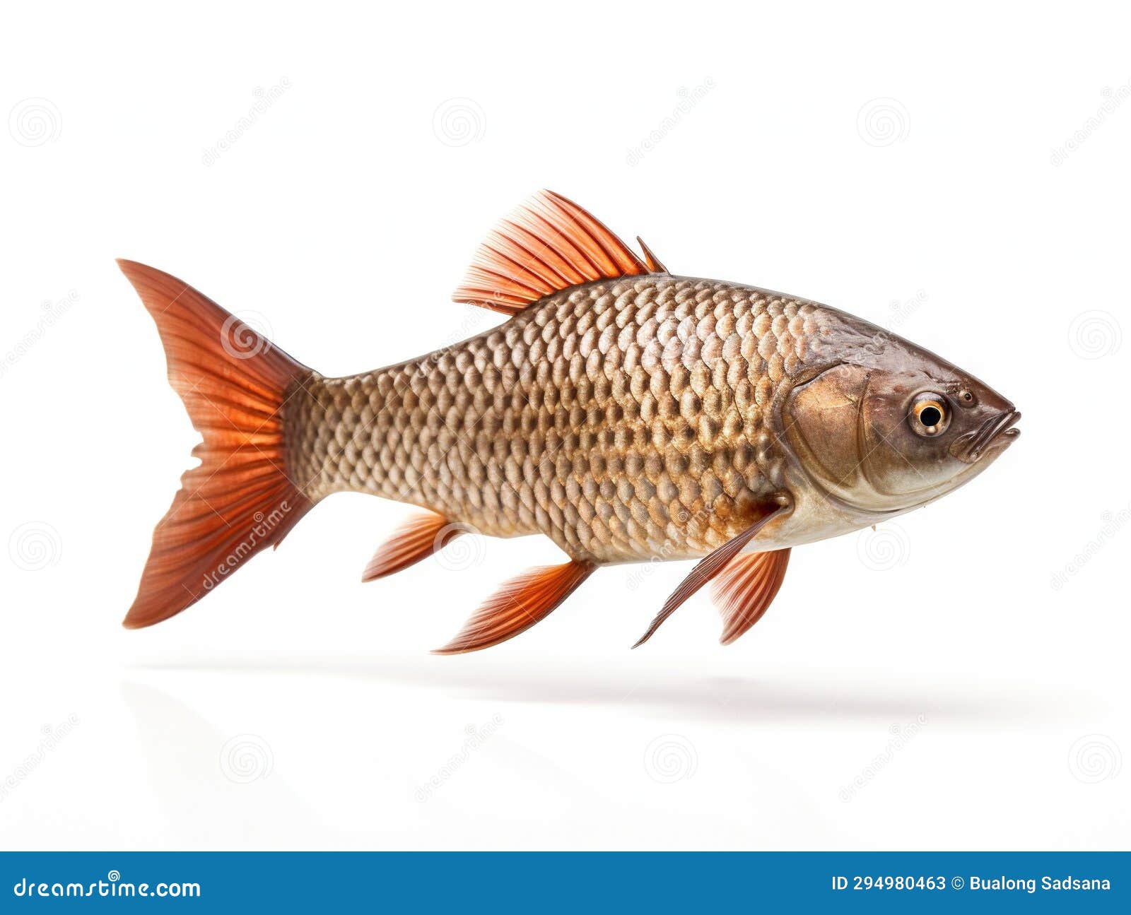 Common Carp Isolated on White Background Stock Illustration ...