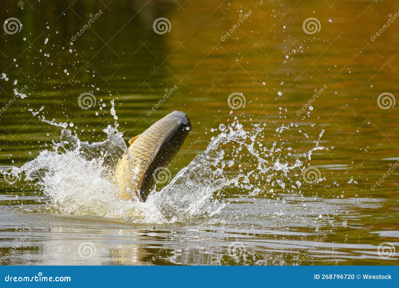 Common Carp Jumping Out of Water Stock Photo - Image of lake, fish ...