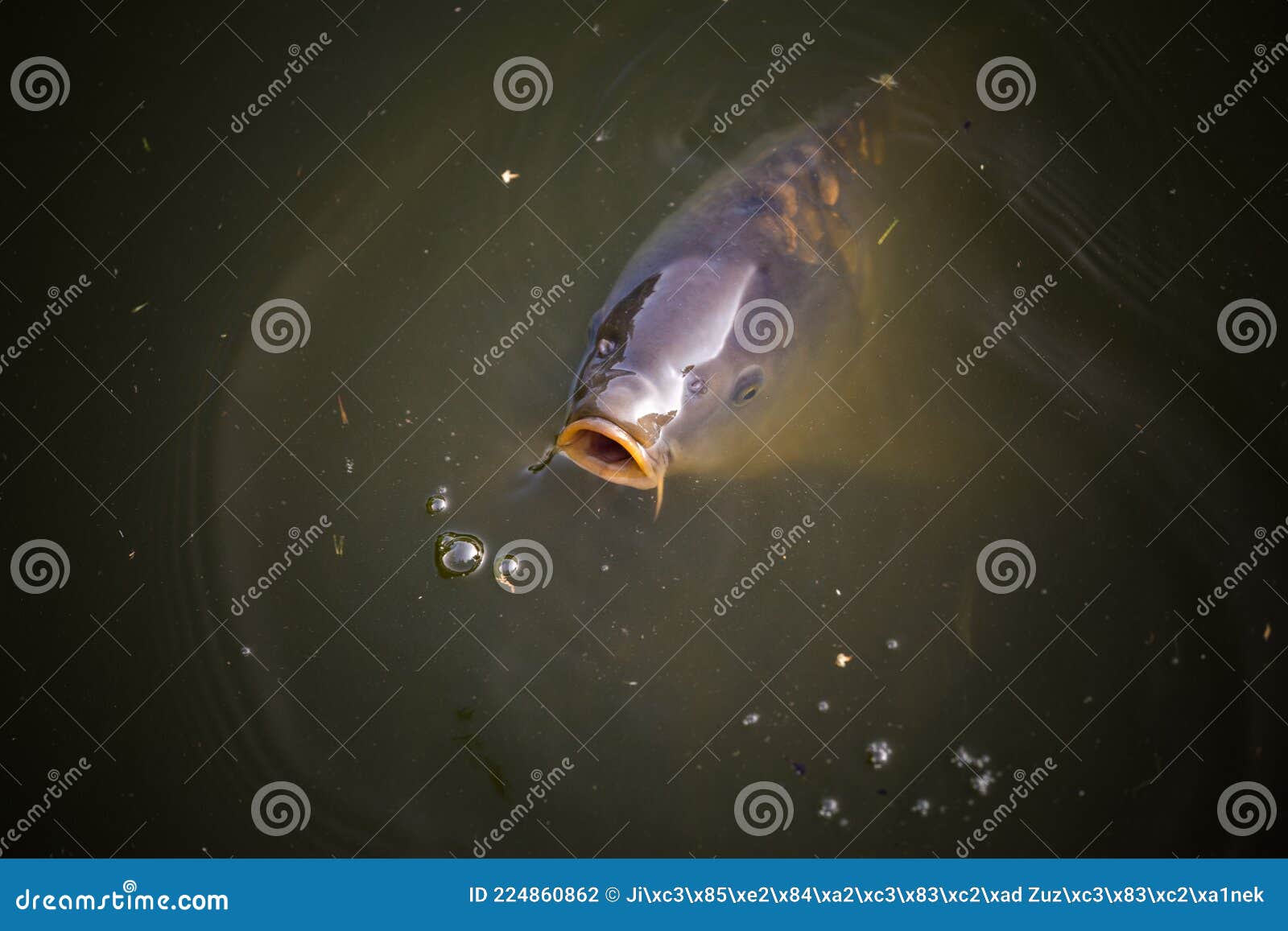 Common carp male in water stock photo. Image of hunter - 224860862