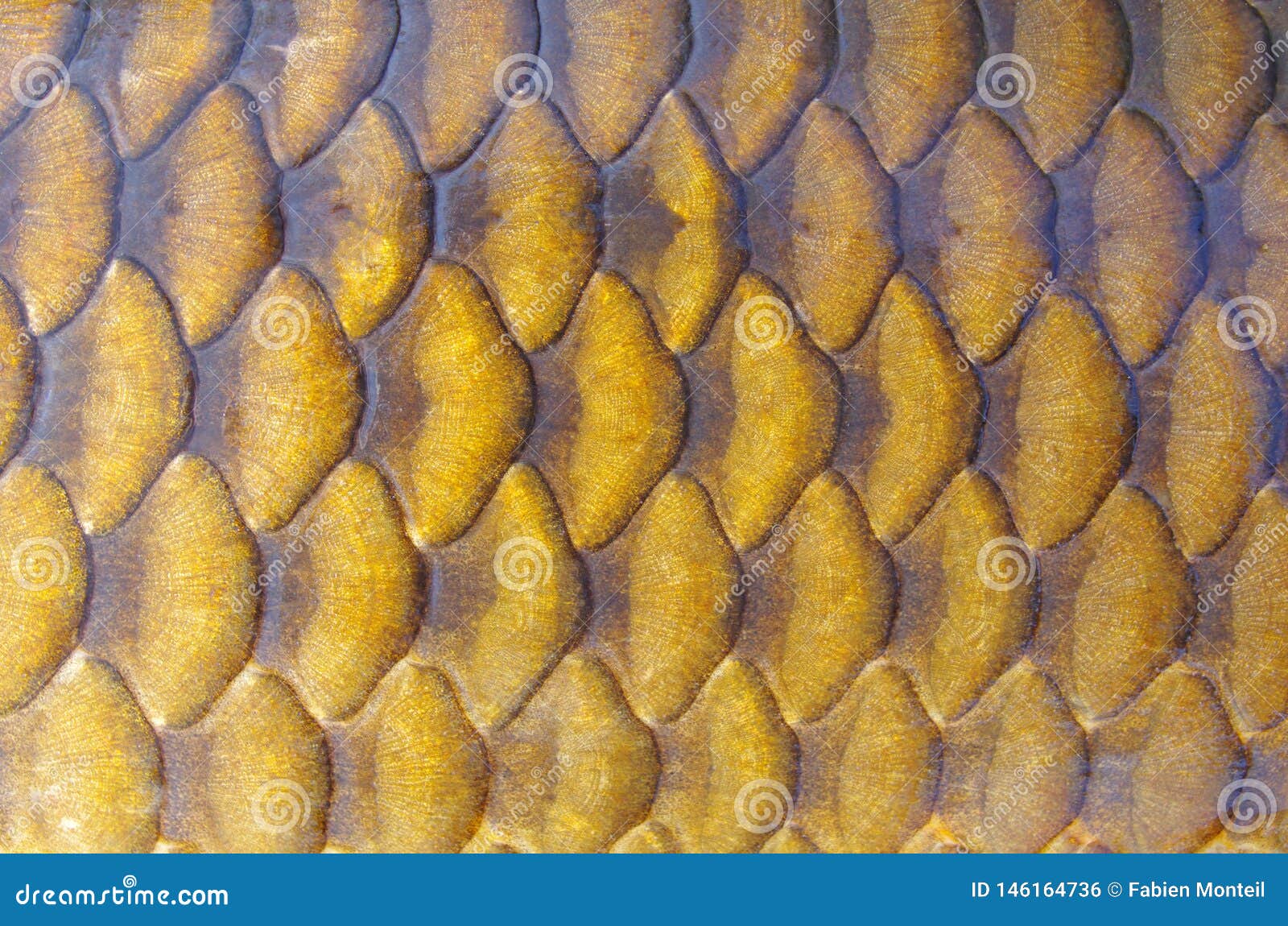 Real Fish Scales Pattern