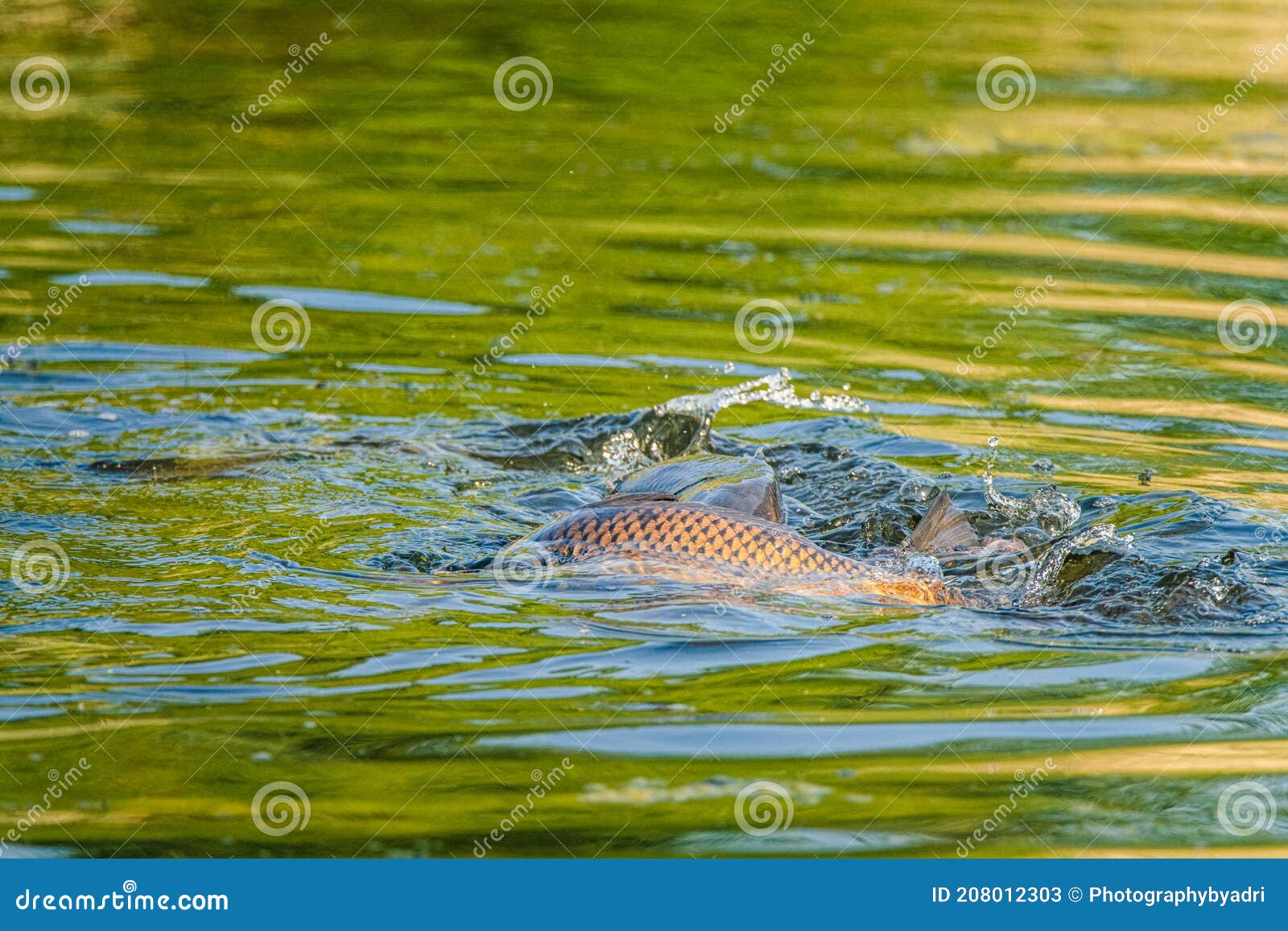 Common Carp Spawn in the Spring and Early Summer in Shallow Waters ...