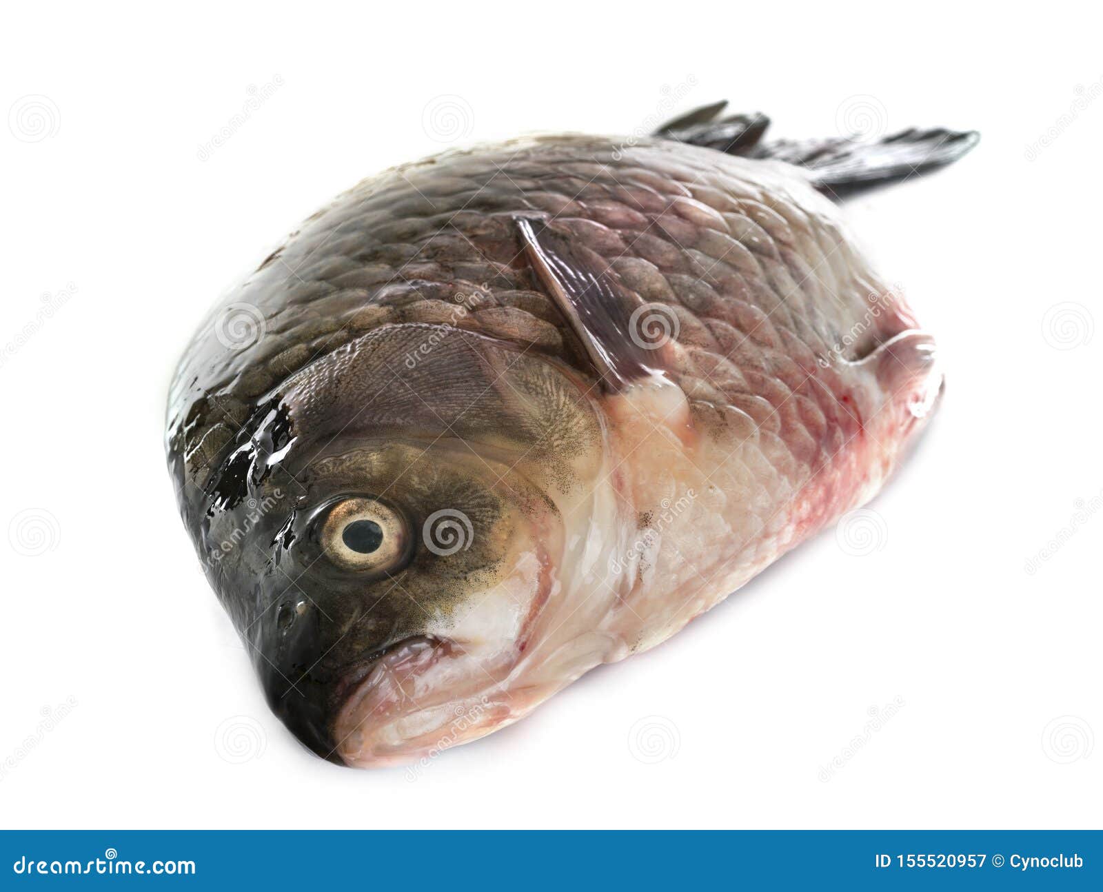 Common carp in studio stock image. Image of aquaculture - 155520957