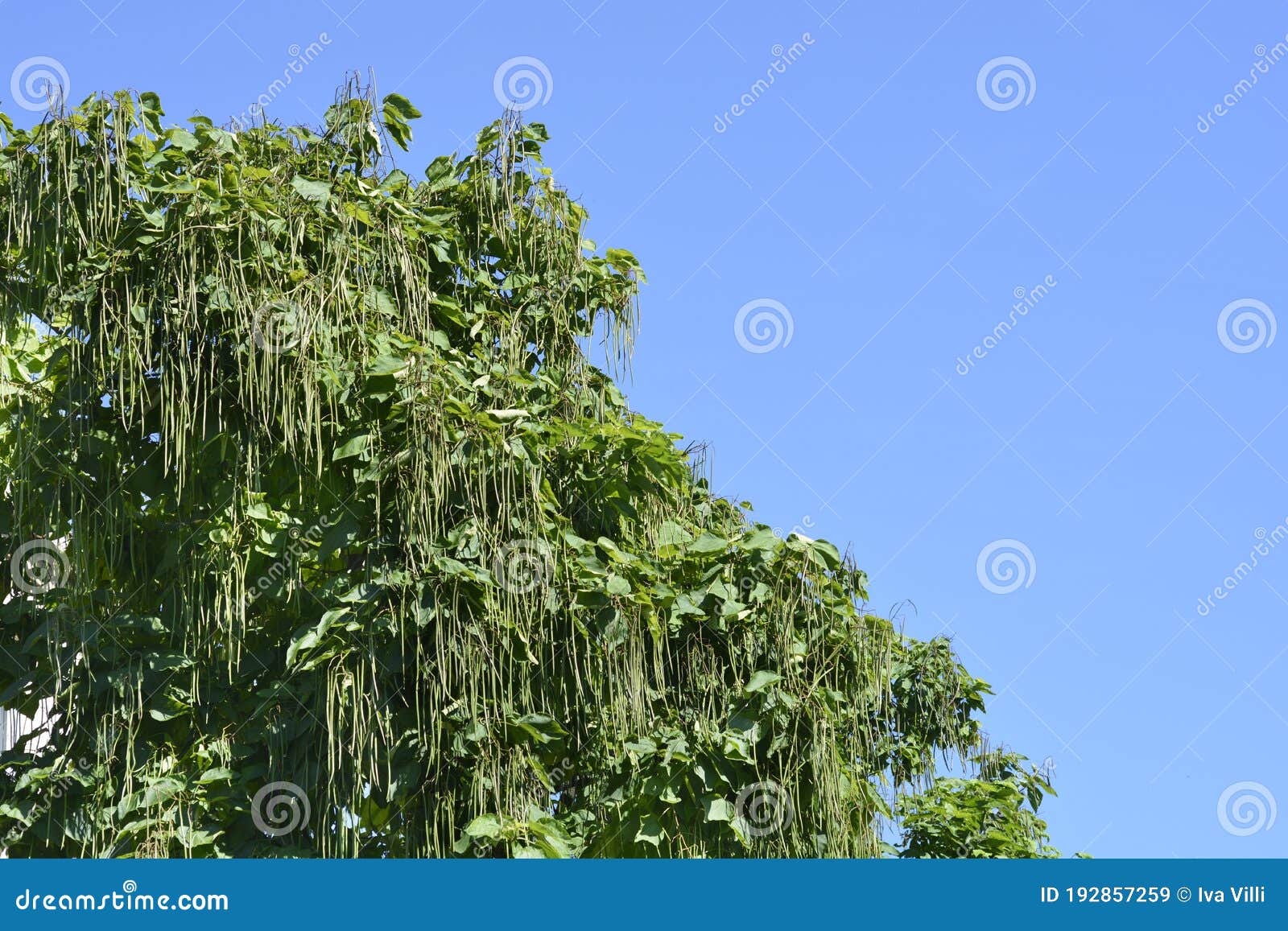 Common catalpa stock image. Image of tree, seed, botany - 192857259