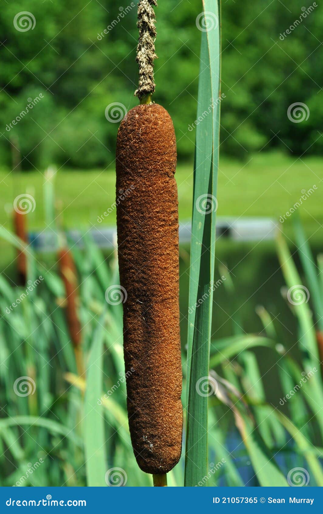 Common Cattail stock image. Image of punks, close, plant - 21057365