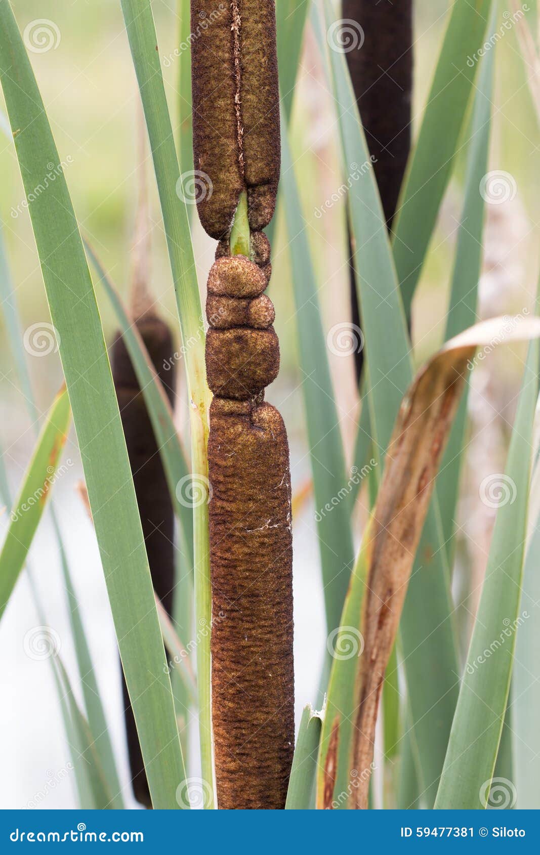 Common Cattail - Great Reedmace Stock Image - Image of egret, broadleaf ...