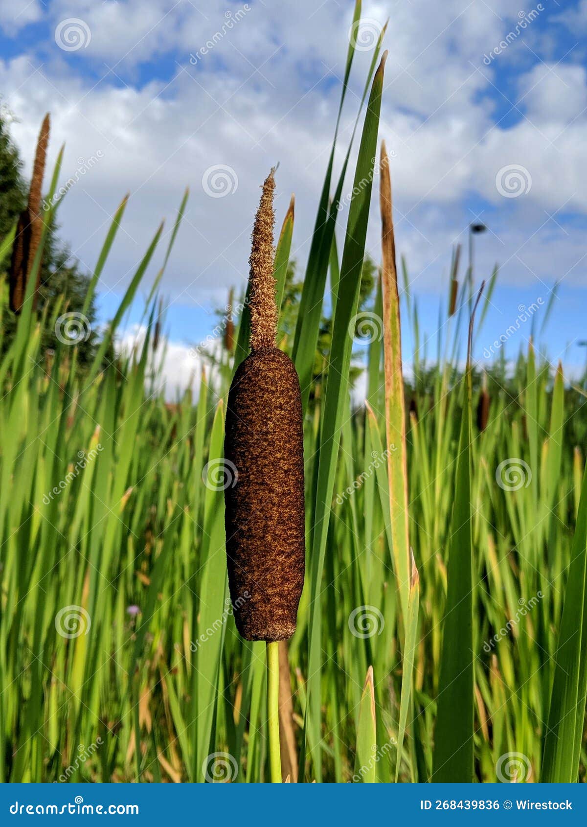 Common Cattail (Typha Latifolia) Under Sunlight Stock Photo - Image of ...