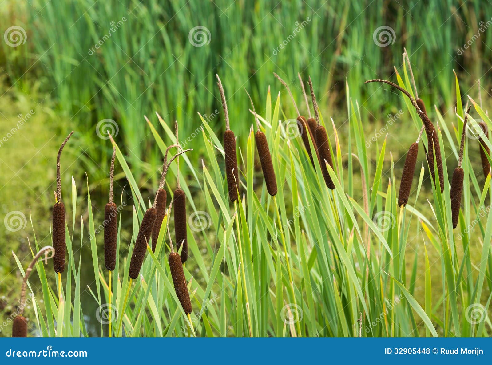 Common Cattails at the Edge of Wetlands Stock Photo - Image of ...