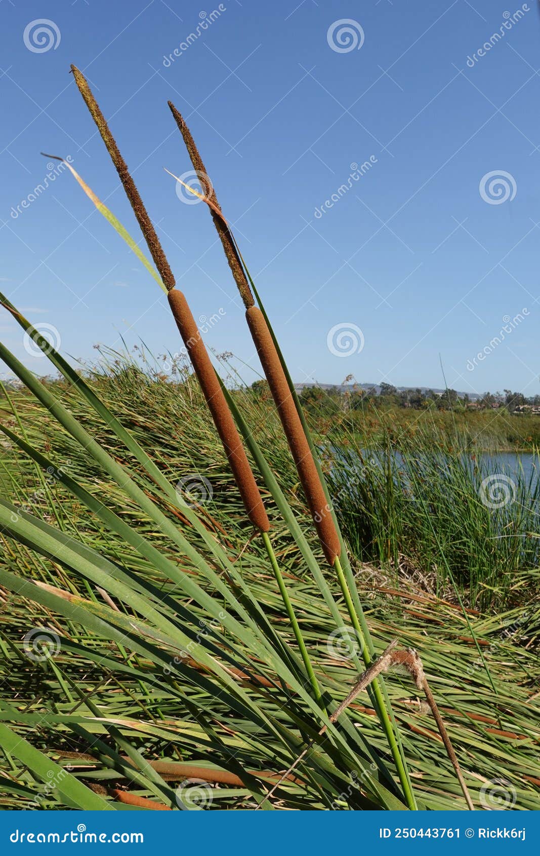 Common Cattails and Reeds Growing in Marsh. Stock Image - Image of ...