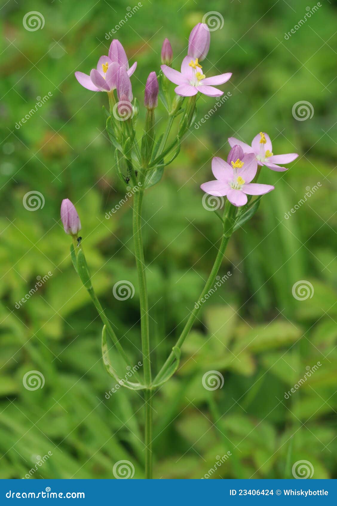 Common Centaury stock photo. Image of small, flora, centaurium - 23406424