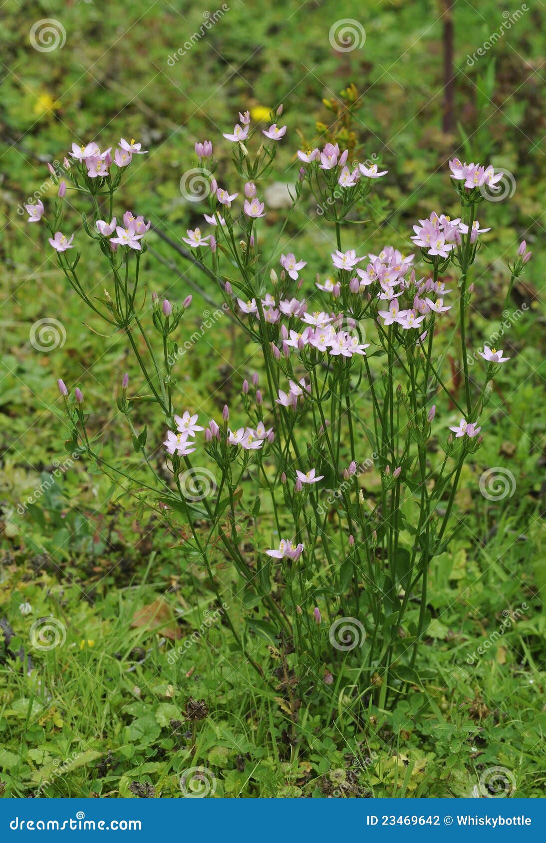 Common Centaury stock photo. Image of yellow, wild, wildflower - 23469642