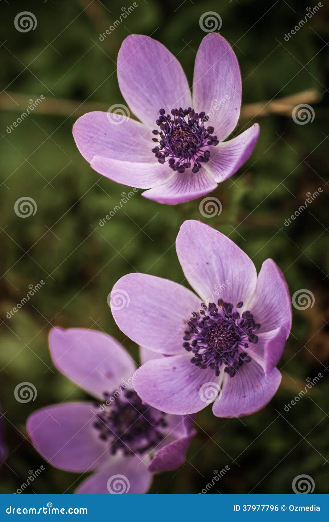 Common Centaury-Centaurium stock photo. Image of beauty - 37977796