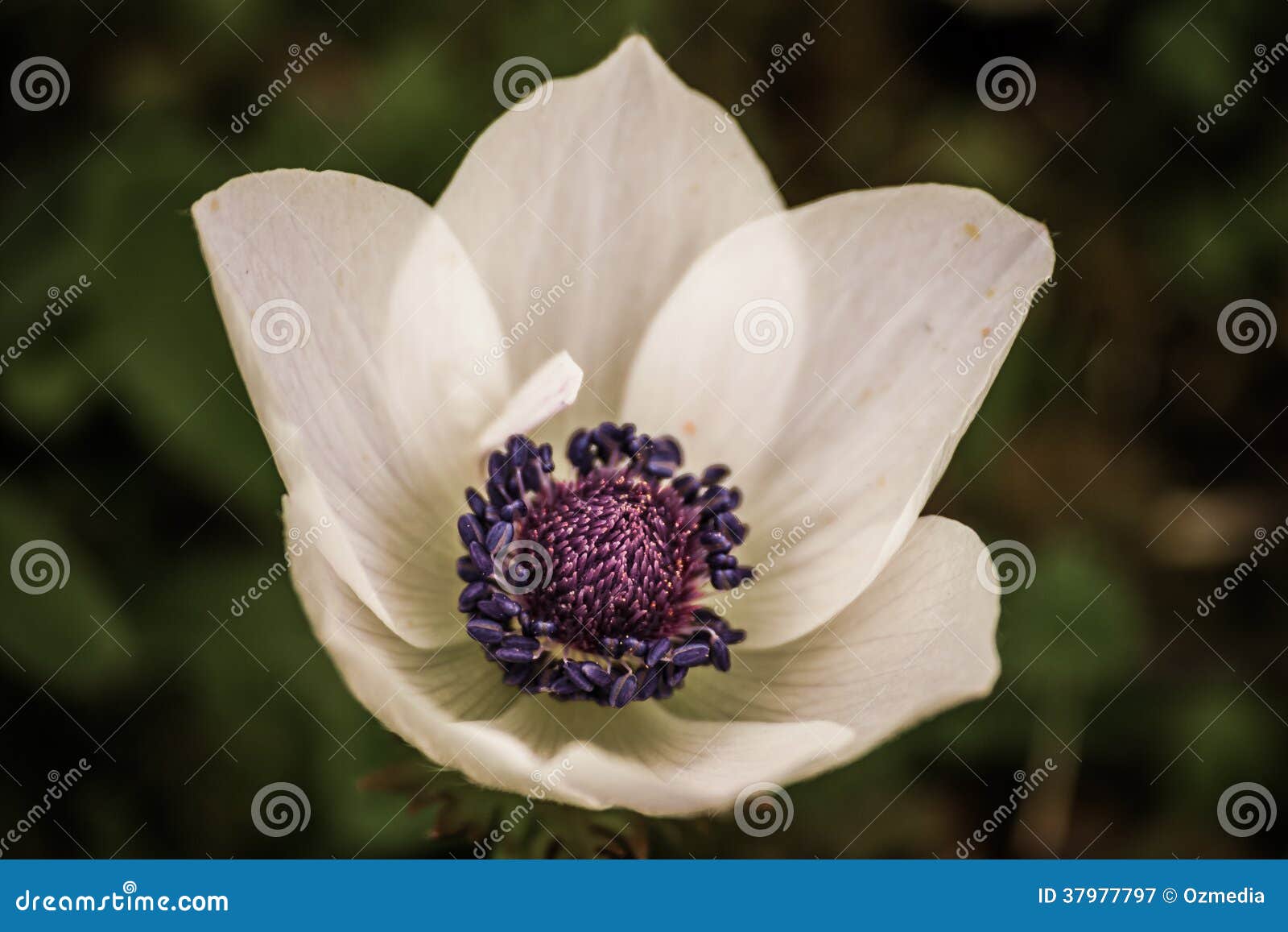 Common Centaury-Centaurium stock image. Image of beauty - 37977797