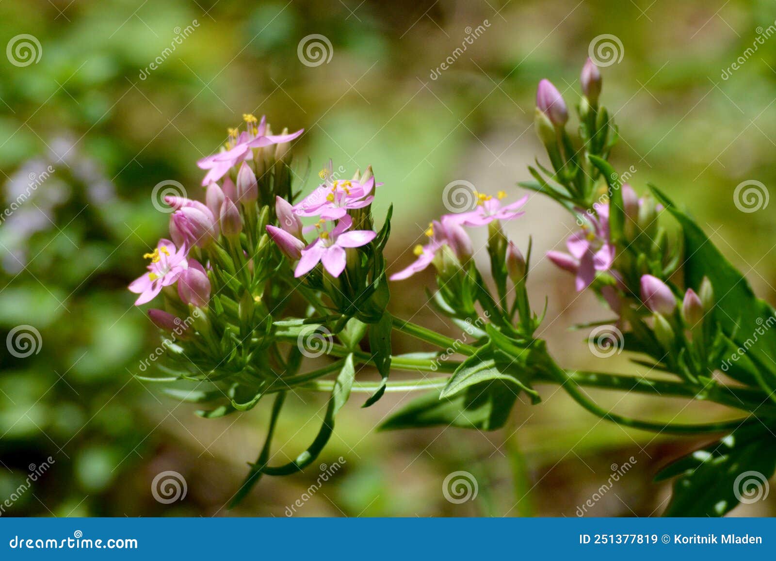 Common Cenaury or European Centaury Stock Image - Image of herb, plant ...