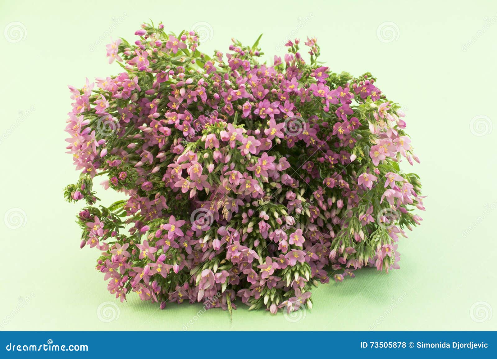 Common Centaury ( Centaurium Erythraea ) Flowers Stock Photo - Image of ...