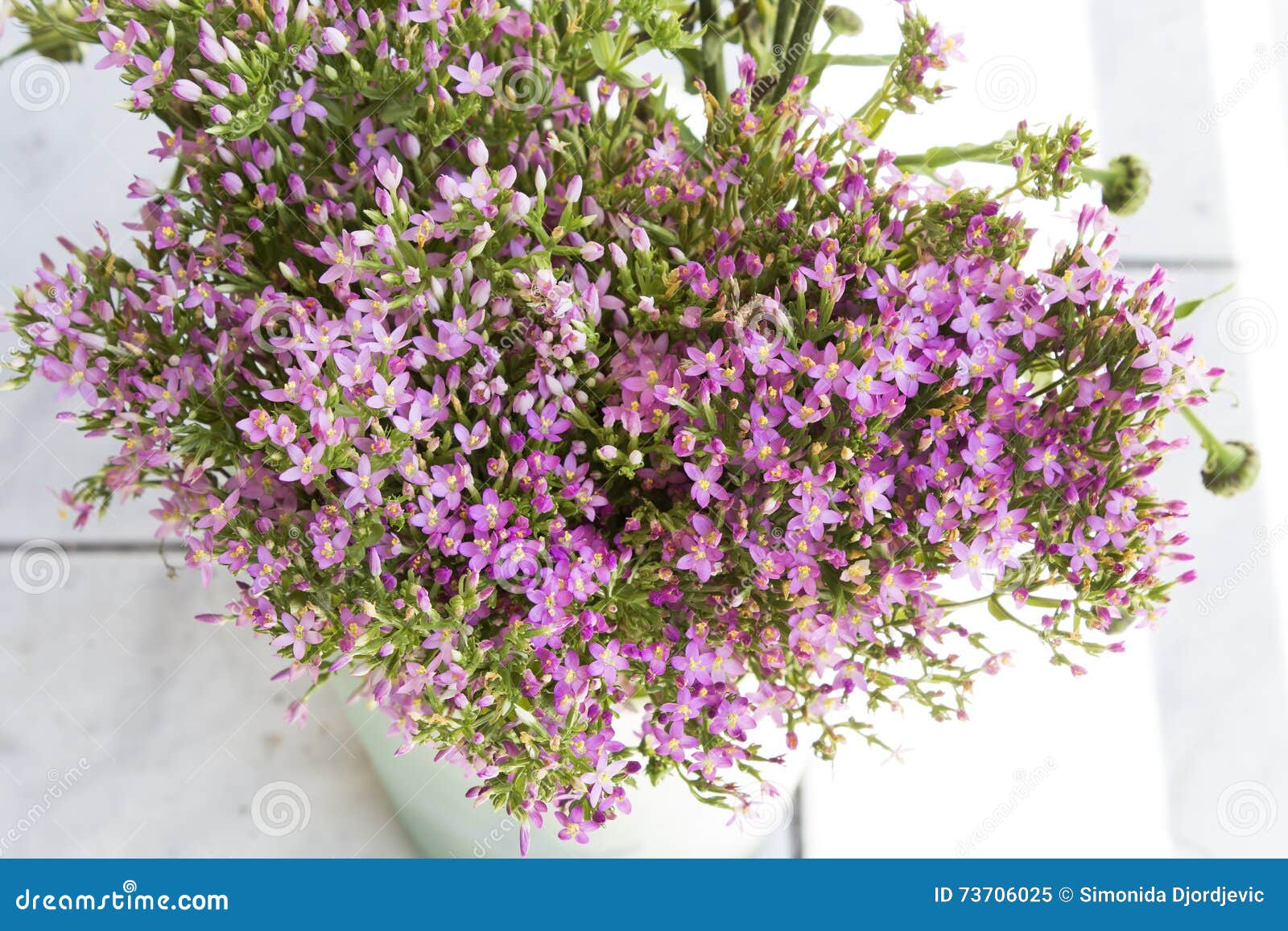 Common Centaury ( Centaurium Erythraea ) Flowers Stock Image - Image of ...