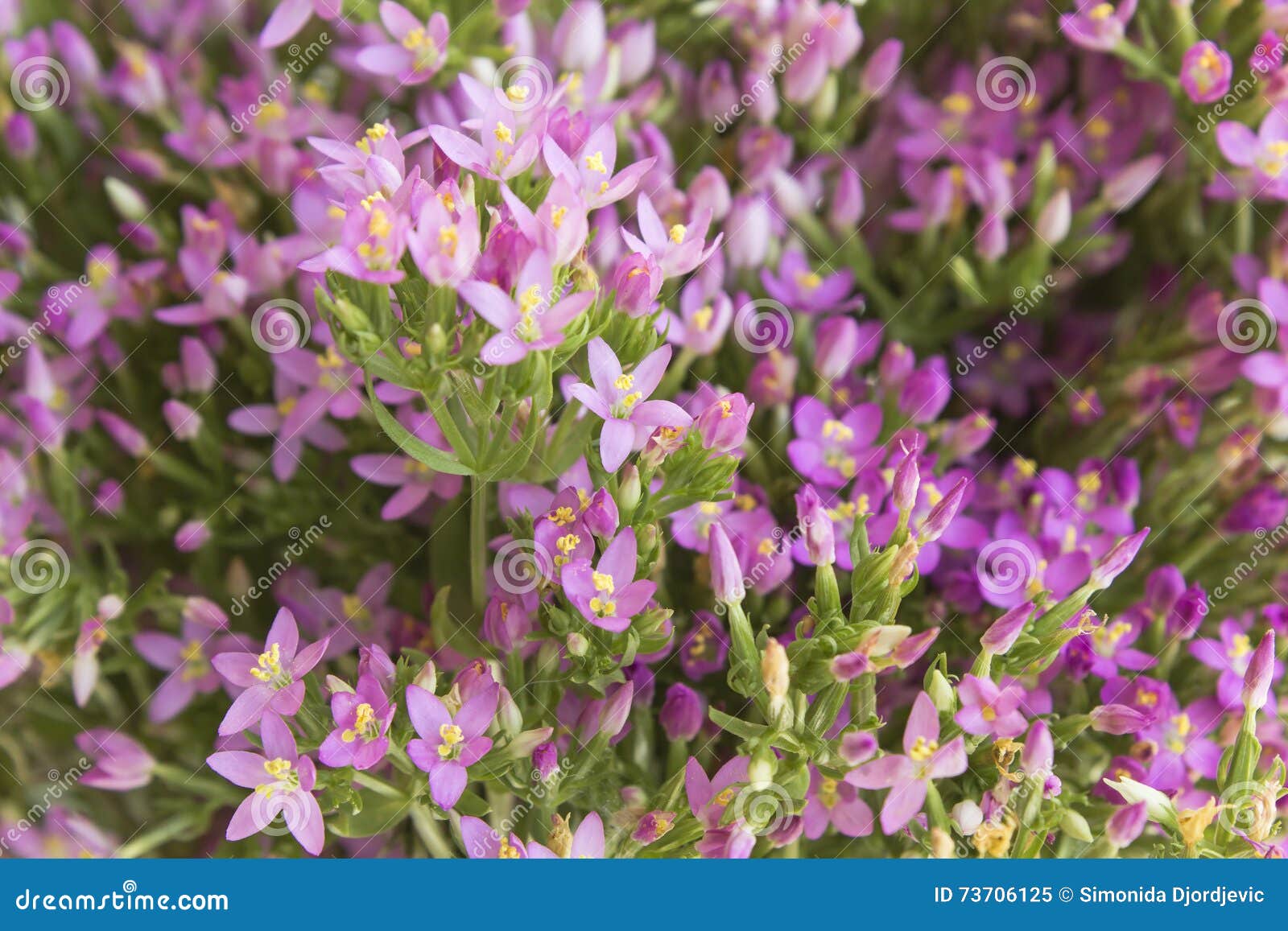 Common Centaury ( Centaurium Erythraea ) Flowers Stock Image - Image of ...