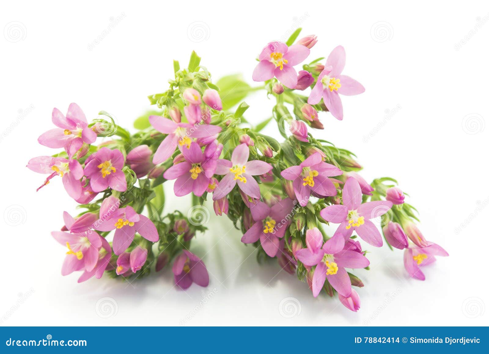 Common Centaury ( Centaurium Erythraea ) Flowers Stock Photo - Image of ...