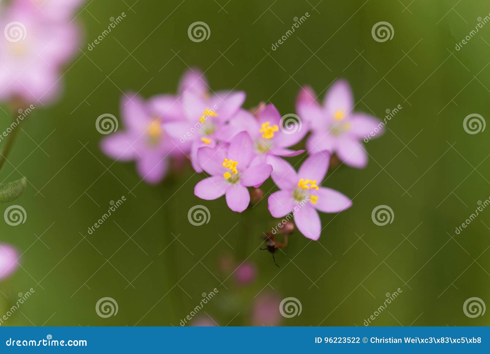 Common Centaury, Centaurium Erythraea Stock Photo - Image of flowering ...
