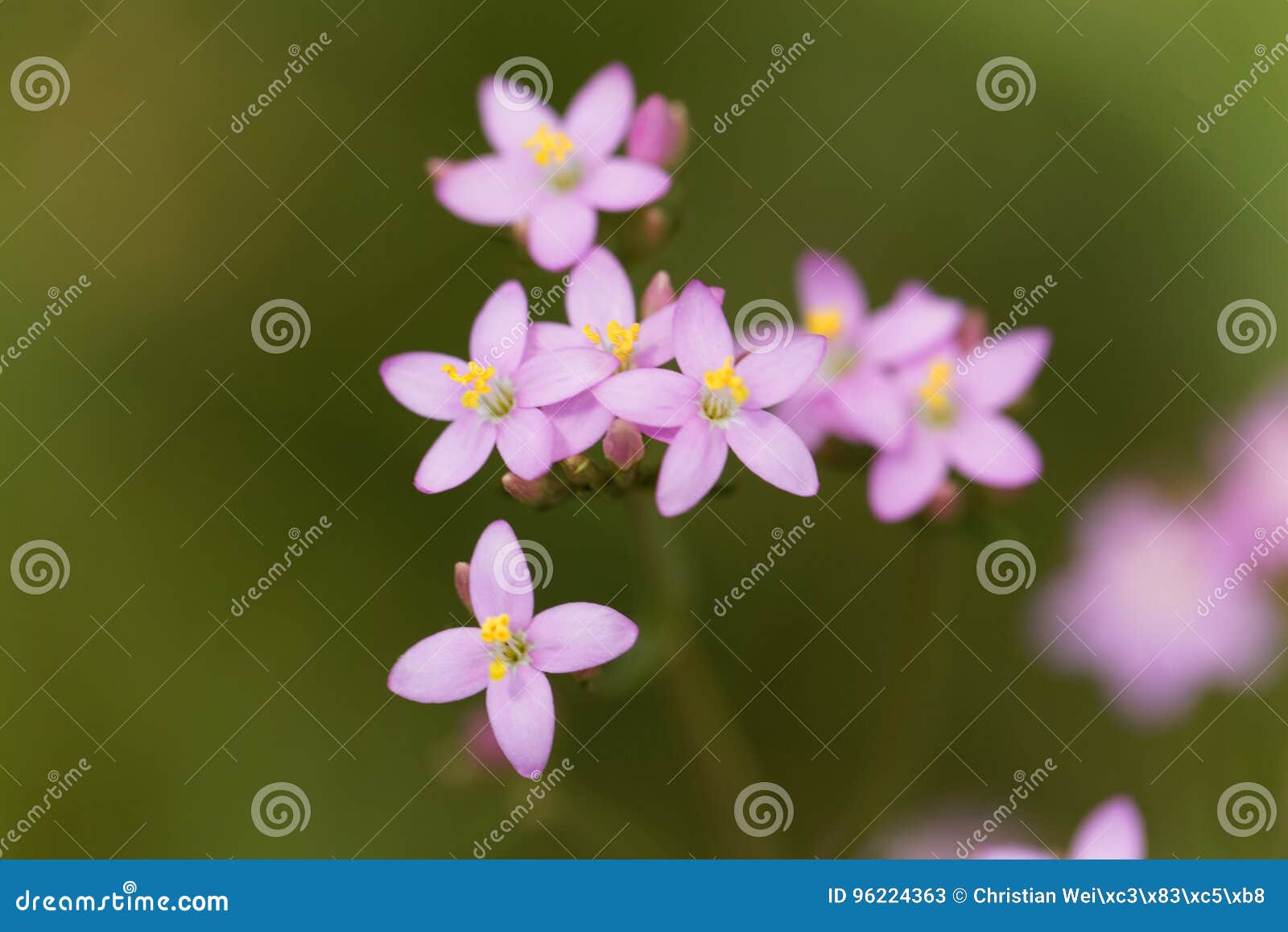 Common Centaury, Centaurium Erythraea Stock Image - Image of close ...