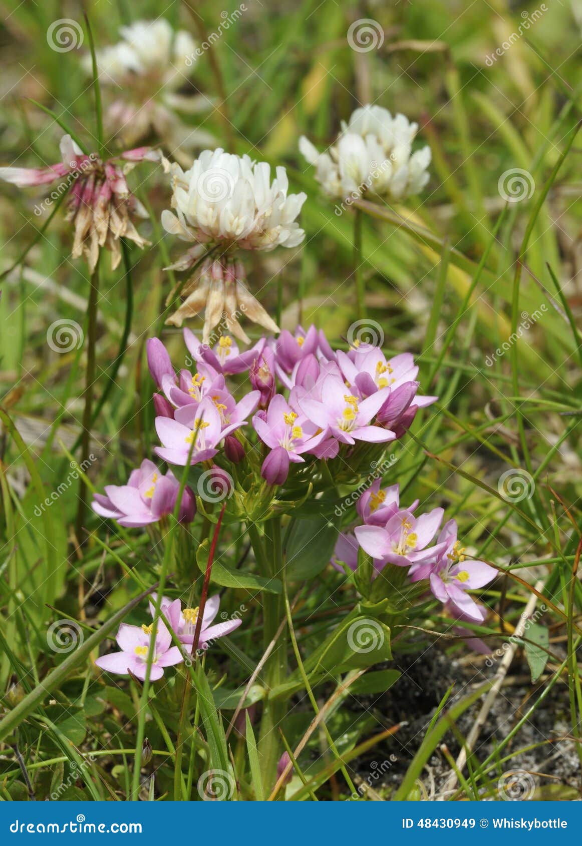 Common Centaury ( Centaurium Erythraea ) Flowers Stock Photography ...
