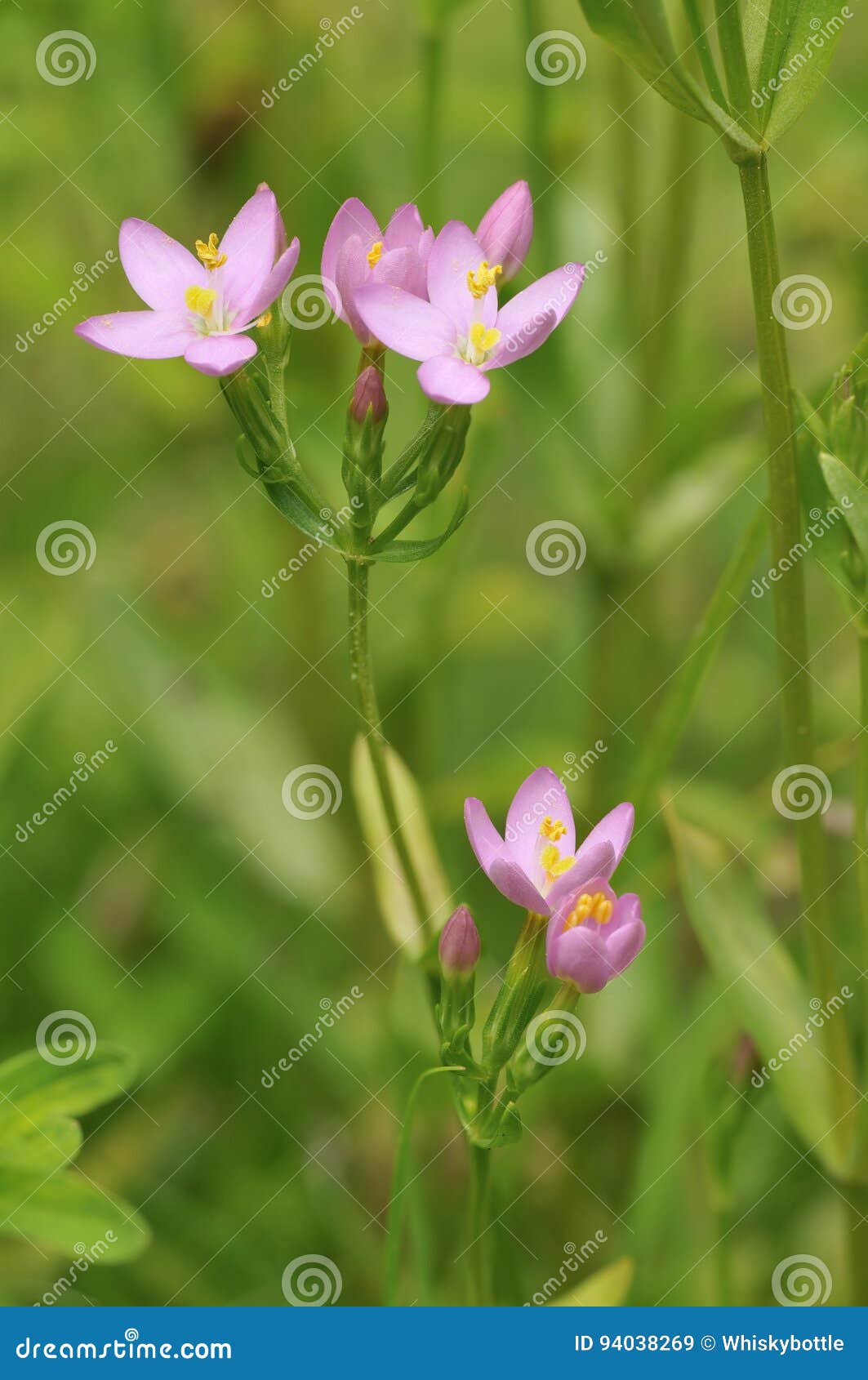 Common Centaury stock image. Image of gentian, centaurium - 94038269