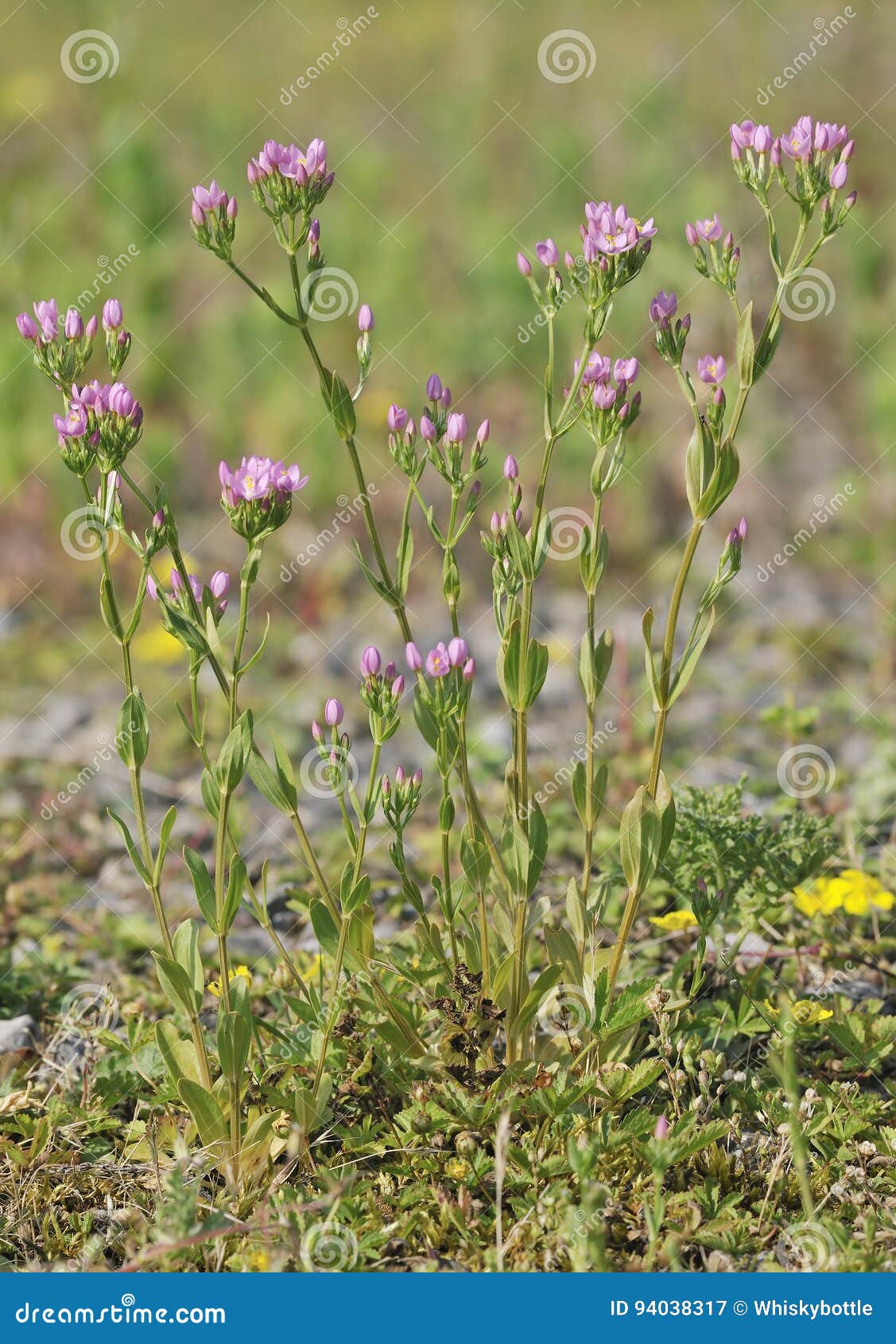 Common Centaury stock image. Image of flower, flora, common - 94038317