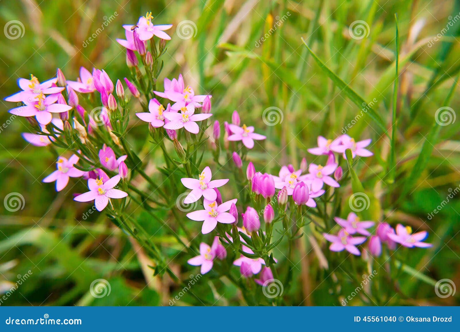 Common centaury stock photo. Image of european, botanical - 45561040