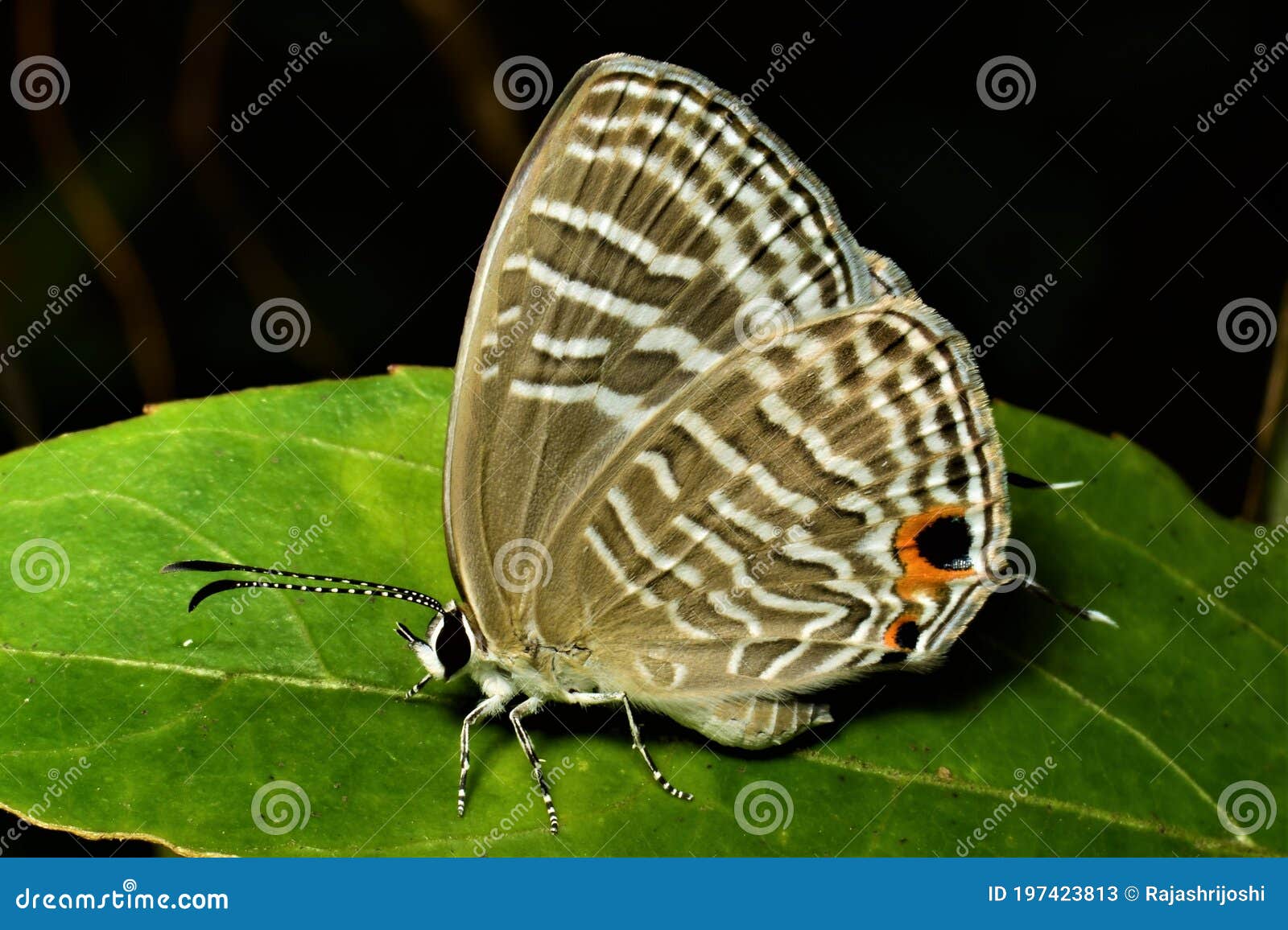 Common Cerulean Butterfly. stock image. Image of green - 197423813