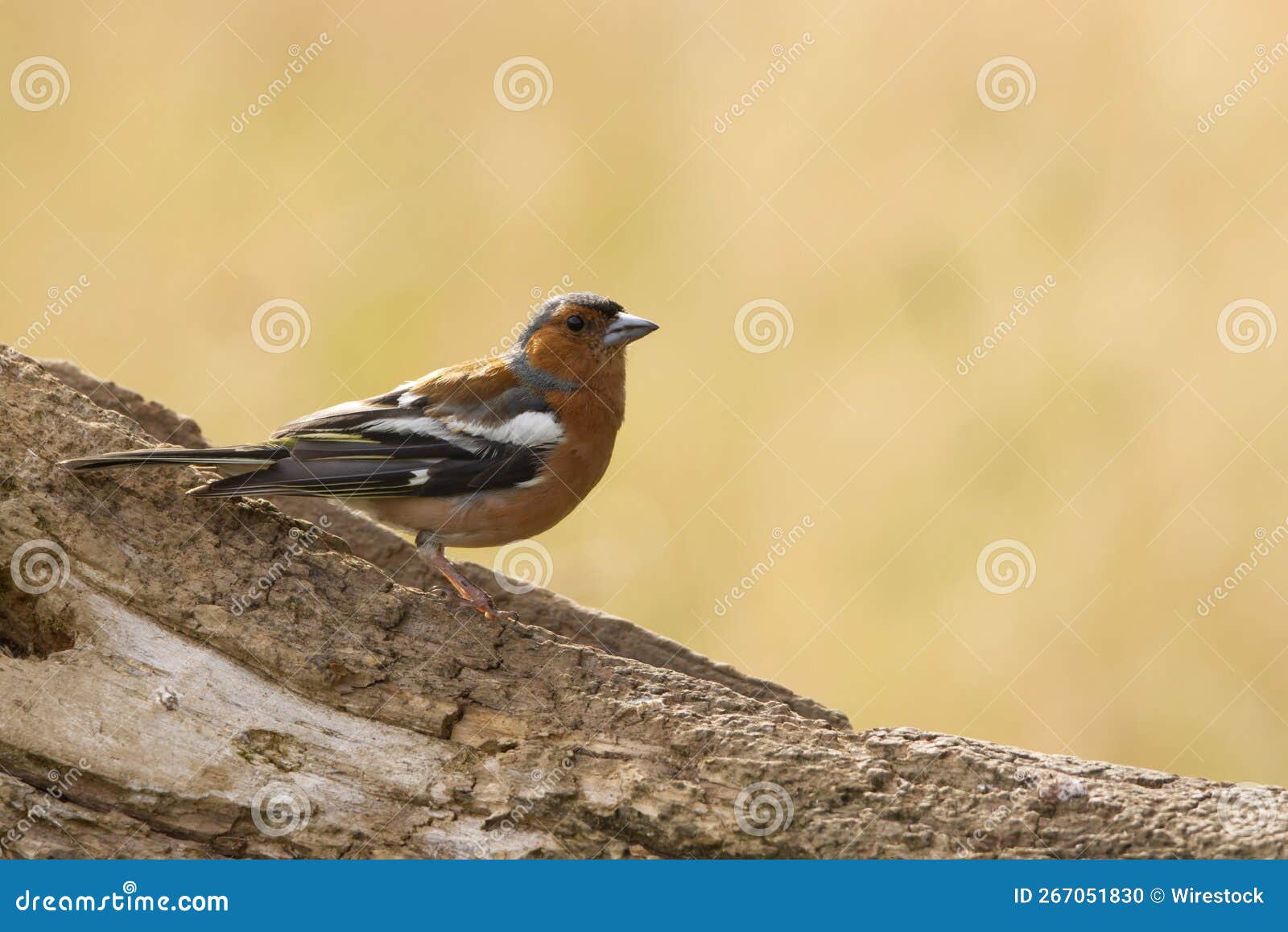 Common Chaffinc Perching on Wood Stock Photo - Image of animal ...