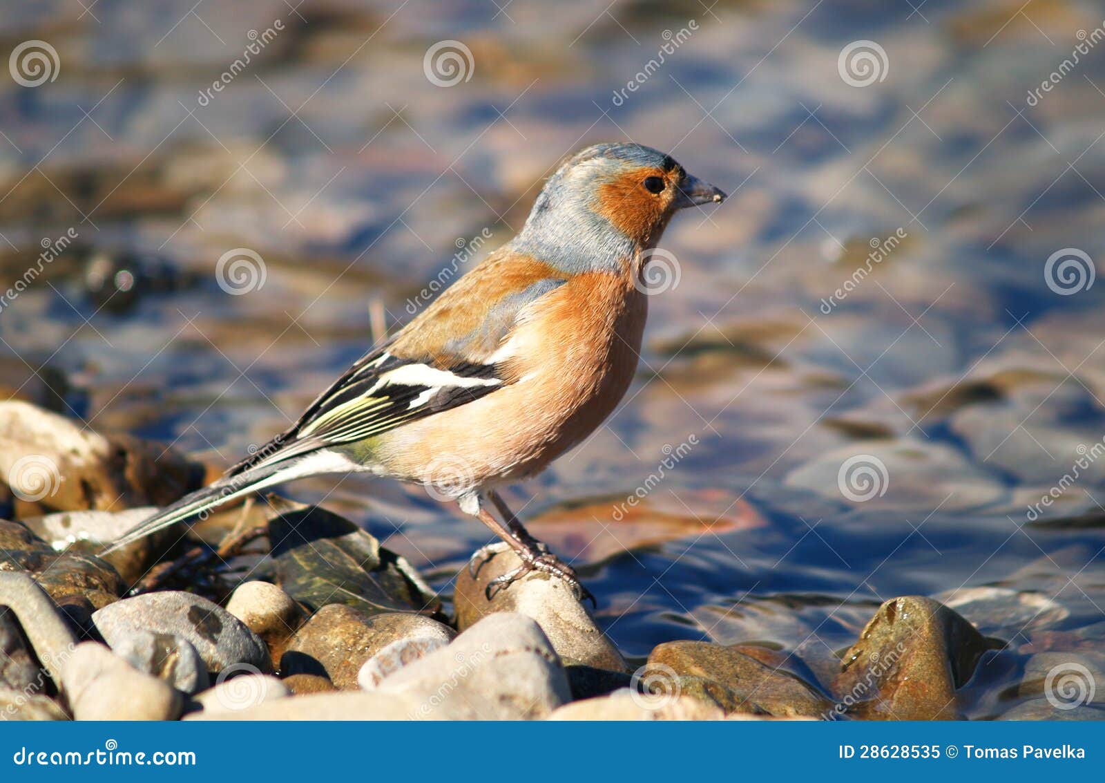 Common chaffinch stock image. Image of resting, orange - 28628535