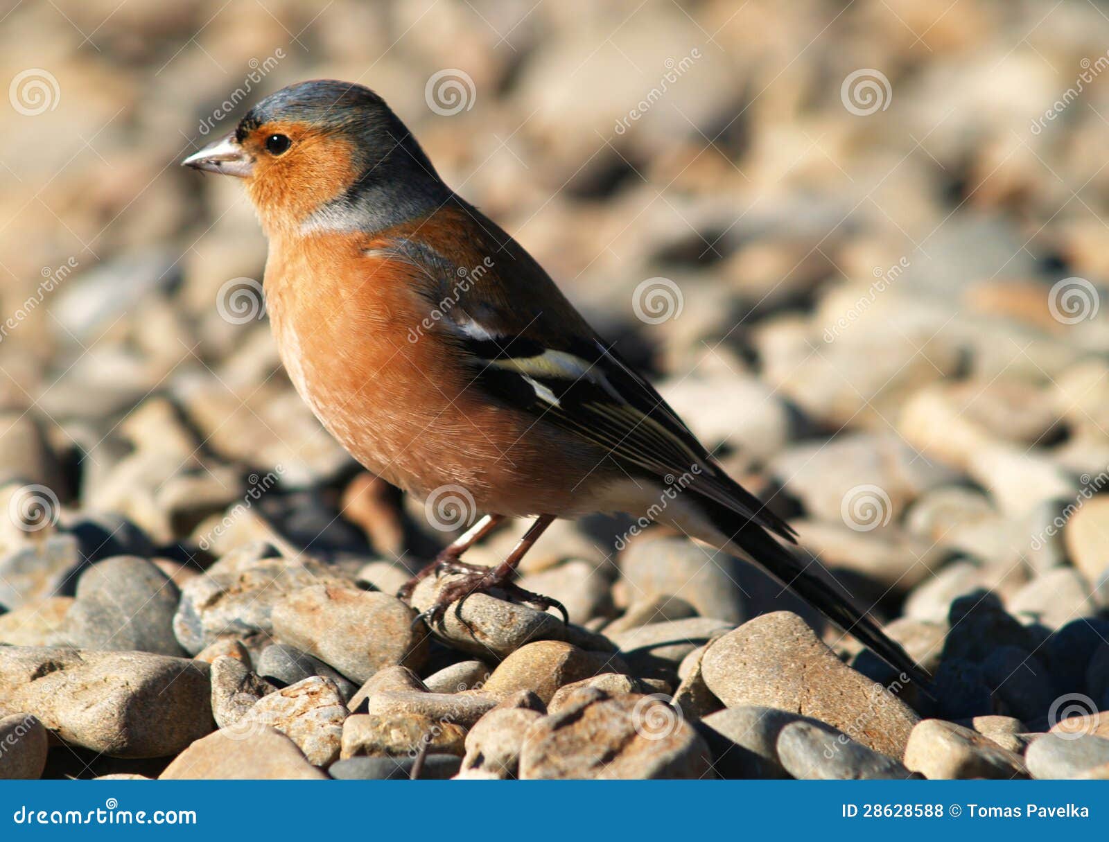 Common chaffinch stock photo. Image of passerine, water - 28628588