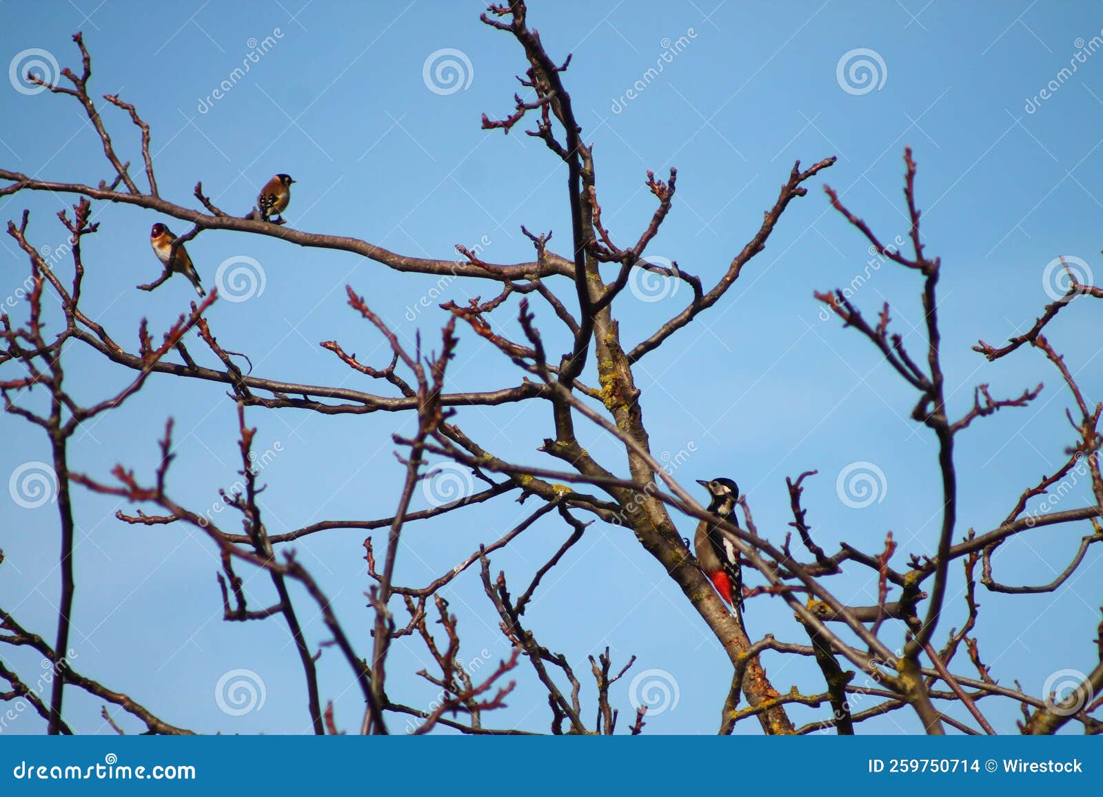 Common Chaffinch Birds, Fringilla Coelebs Perched on a Tree Branch ...