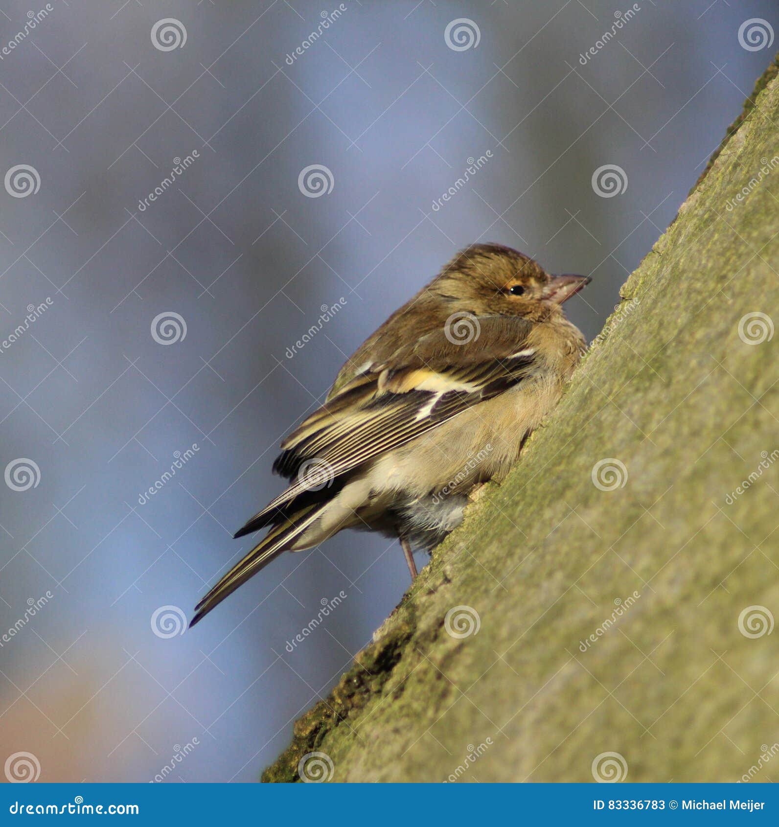 The common chaffinch close stock image. Image of chaffinch - 83336783