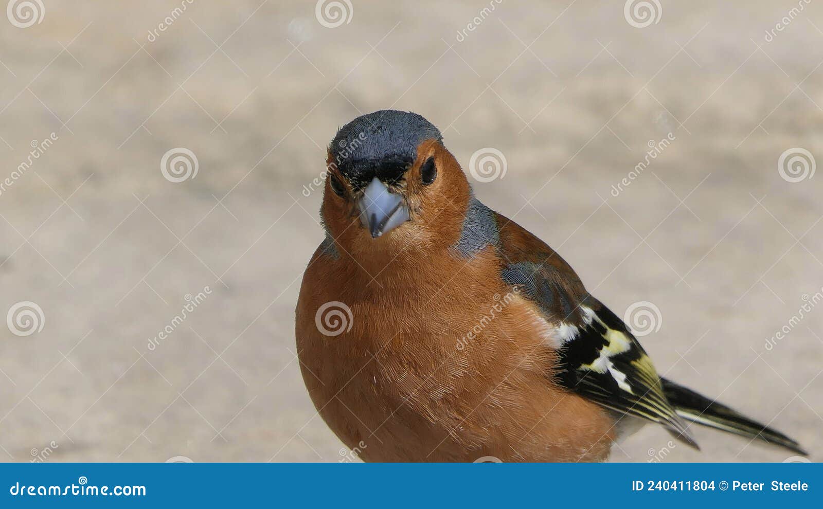 Common Chaffinch Feeding from the Ground Stock Photo - Image of ...