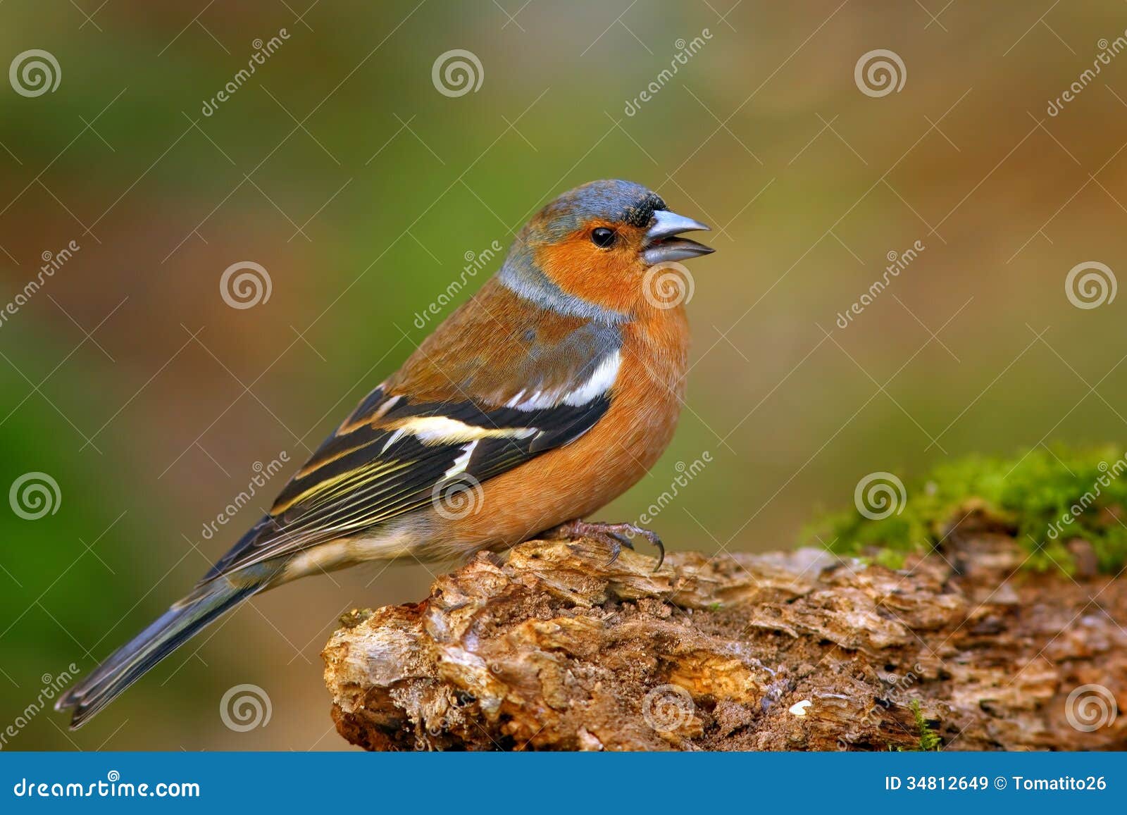 Common Chaffinch Sitting On A Branch With A Green Background Royalty ...