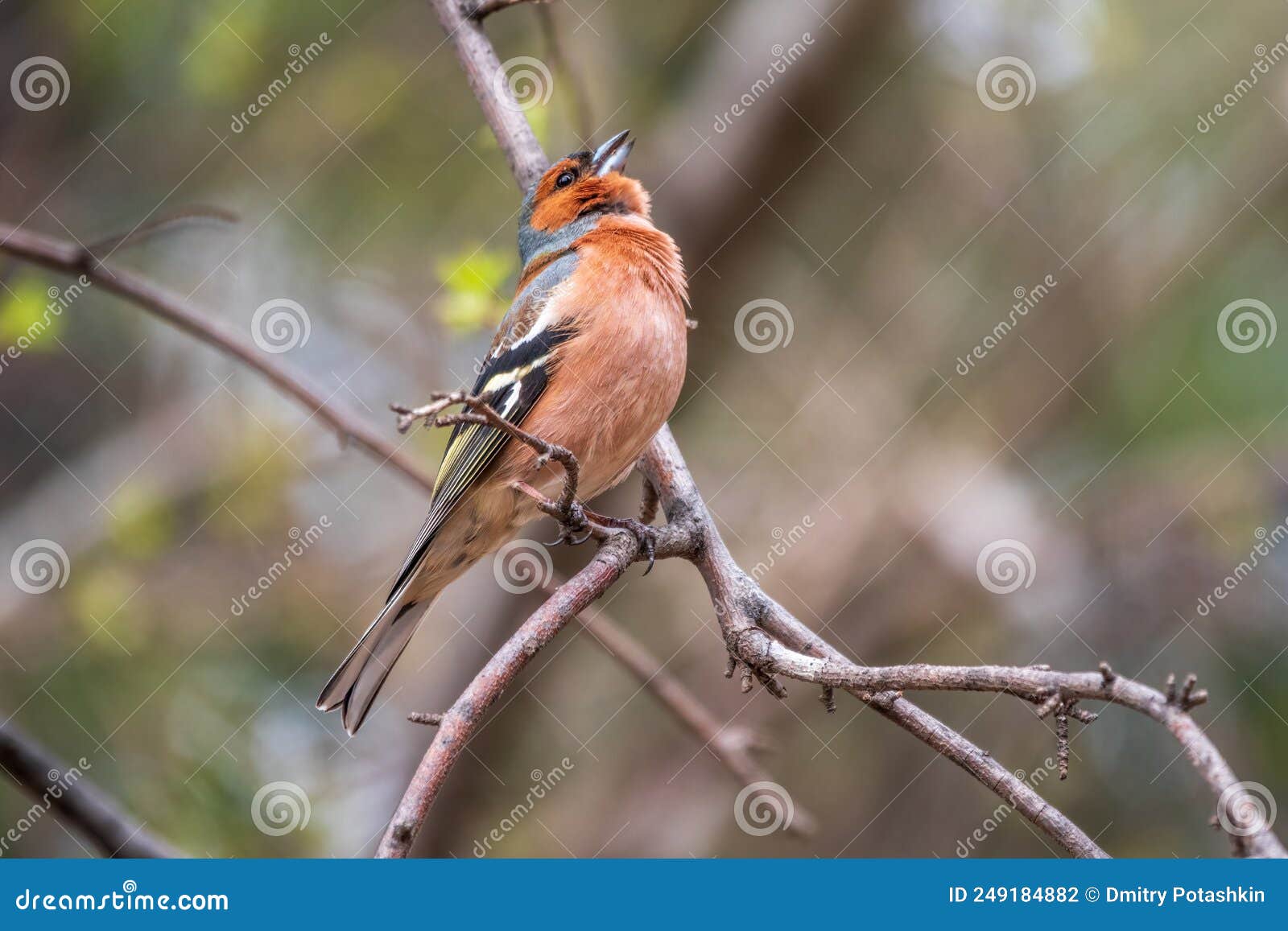 Common Chaffinch, Fringilla Coelebs, Sits on a Tree. Common Chaffinch ... Common Chaffinch, Fringilla Coelebs, Sits on a Tree. Common Chaffinch ...