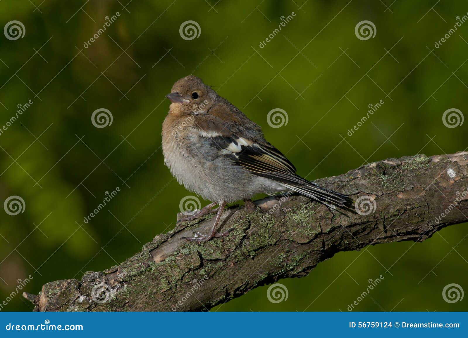 Common Chaffinch (Fringilla Coelebs) Stock Photo - Image of beak ...