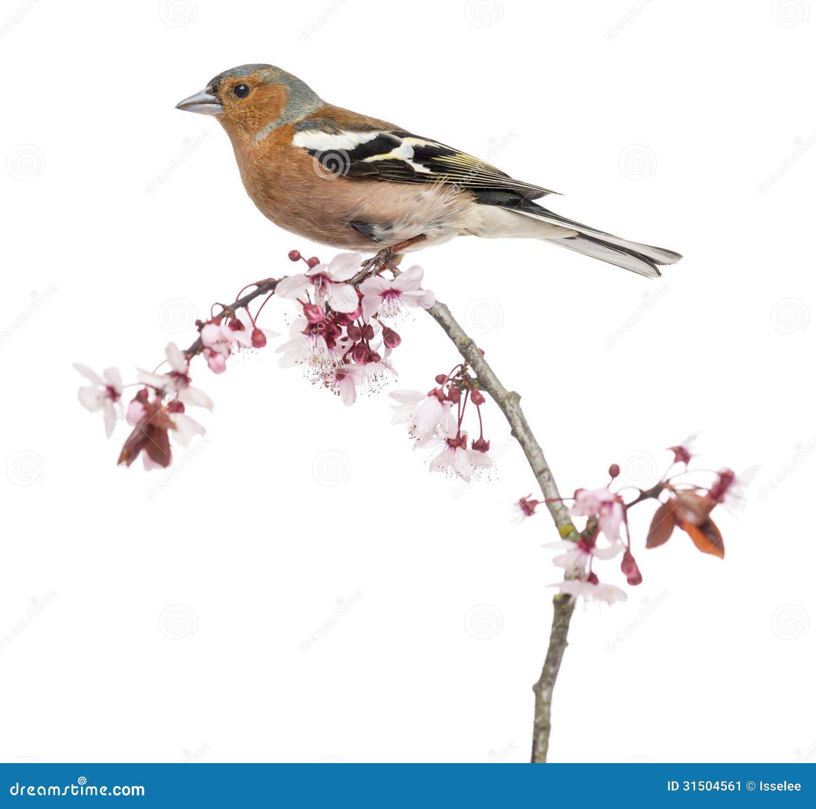 Common Chaffinch Sitting On A Branch With A Green Background Royalty ...