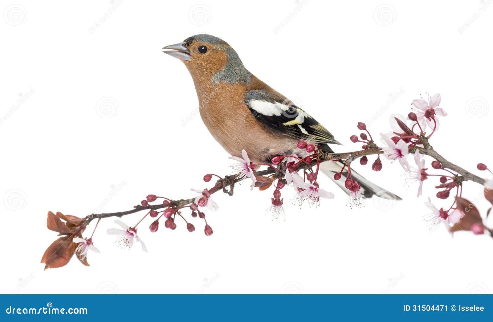 Common Chaffinch Perched on Branch, Singing, Isolated on White Stock ...