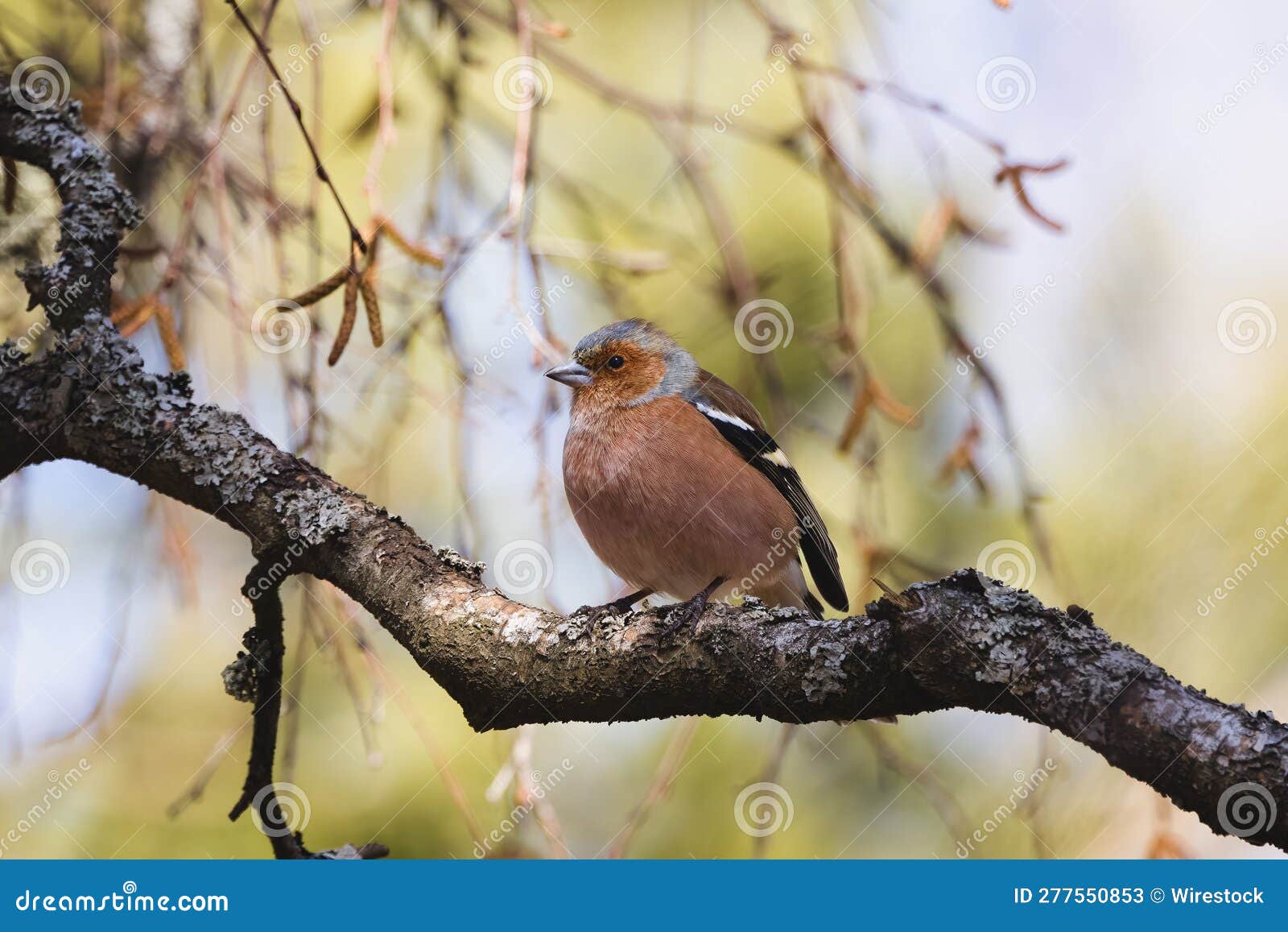 Common Chaffinch Perching on Tree Branch Stock Image - Image of ...