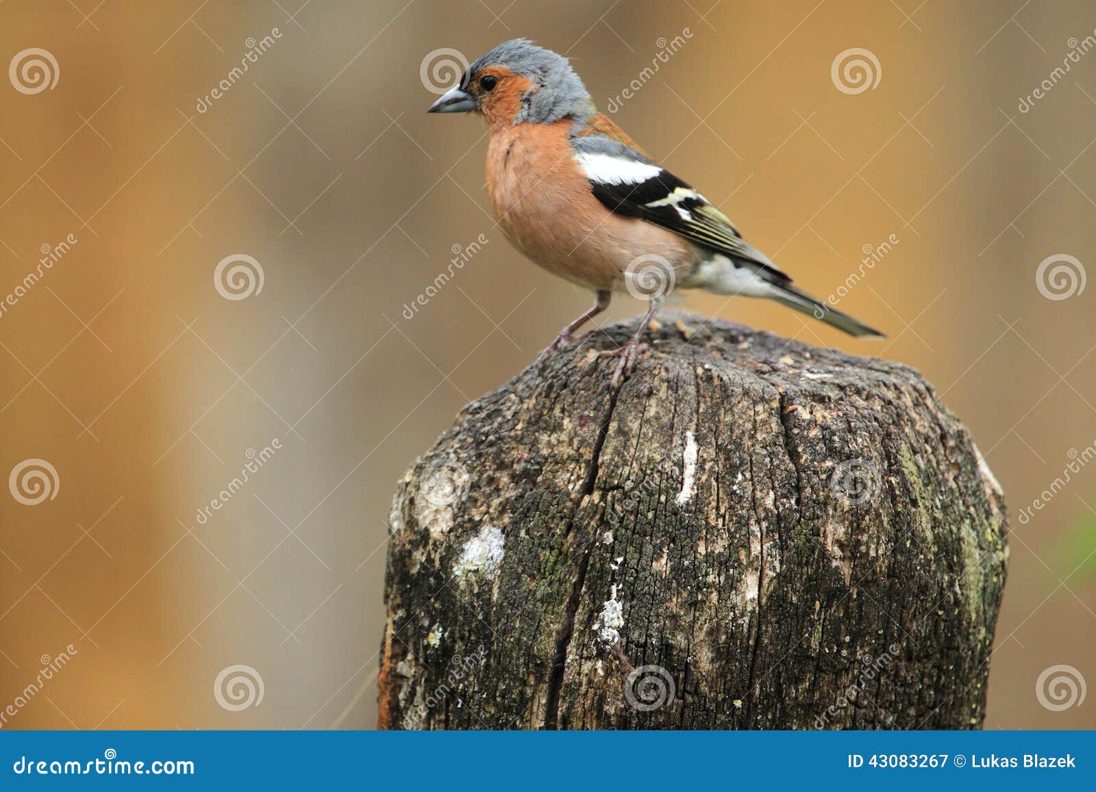 Common chaffinch stock image. Image of chaffinch, coelebs - 43083267